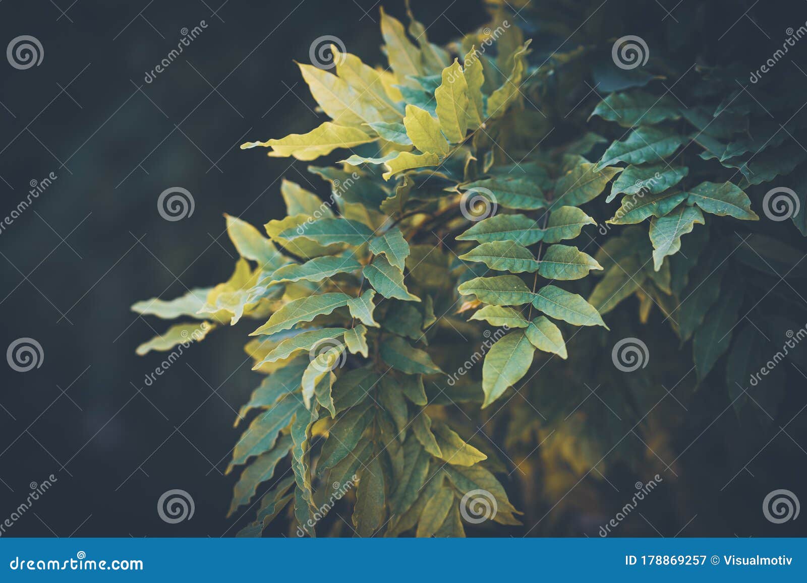 Pinnately Compound Green Leaves Stock Image - Image of compound ...