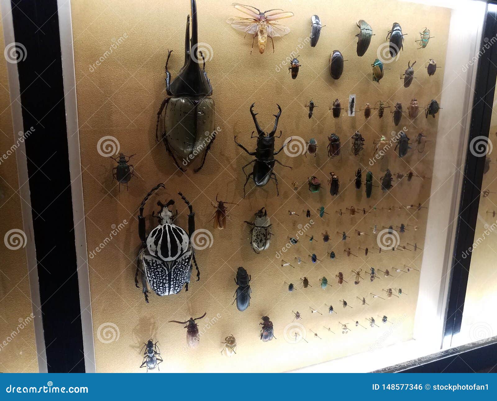Pinned Beetles and Other Insects Under Glass Editorial Photo - Image of ...