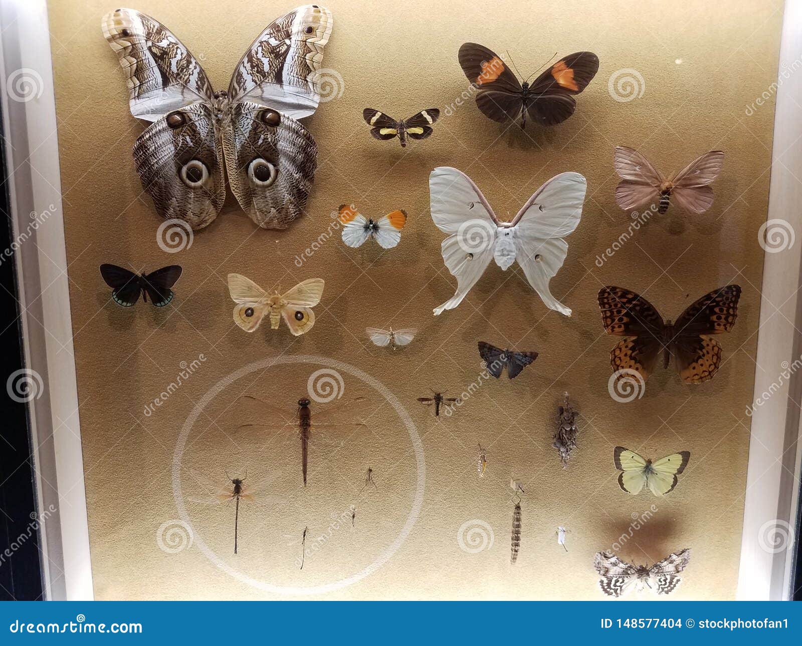 Pinned Butterflies and Moth Insects Under Glass Editorial Stock Image ...