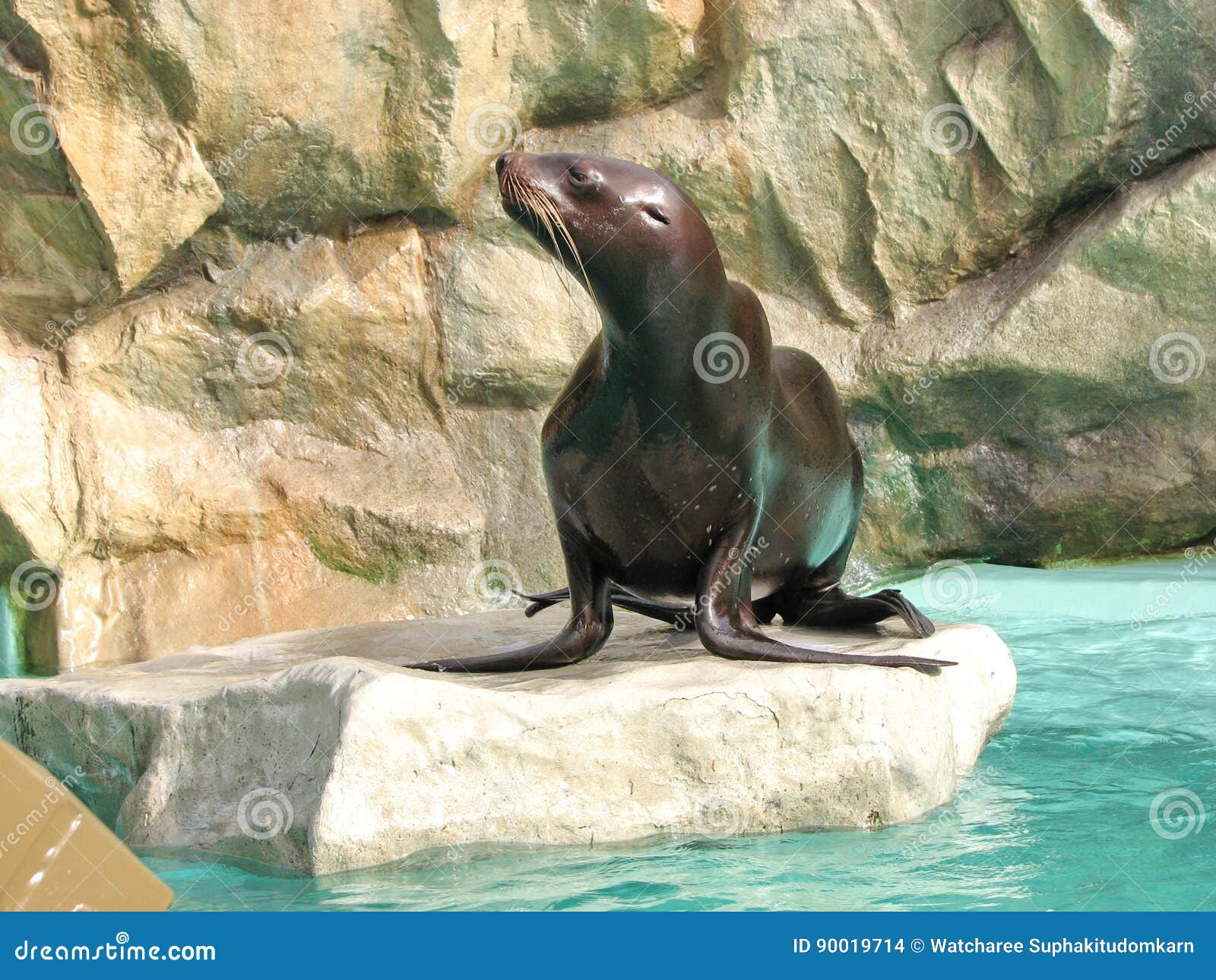 Pinniped Stock Photos - Royalty Free Images - Dreamstime