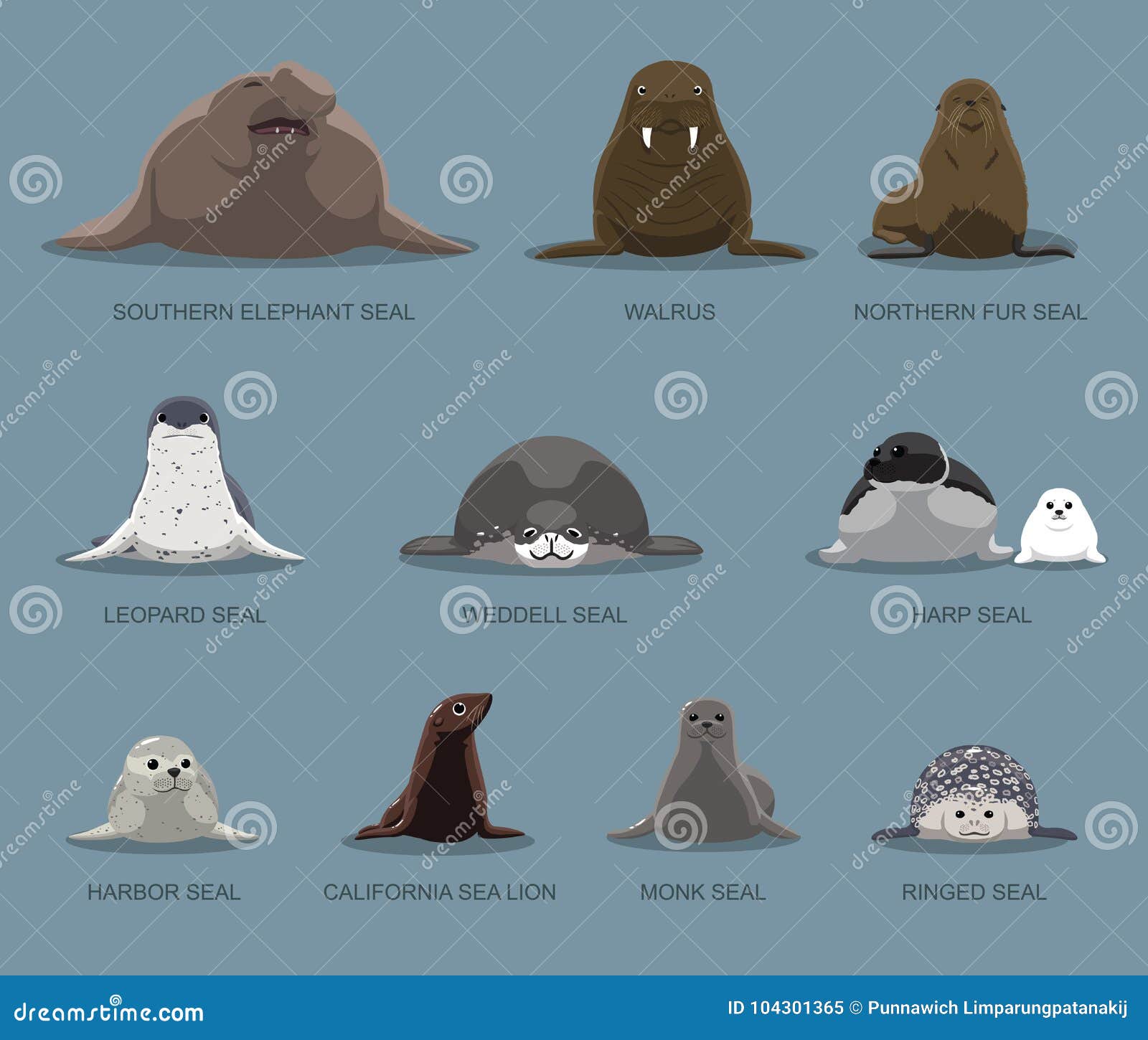 Pinniped Stock Illustrations – 450 Pinniped Stock Illustrations ...