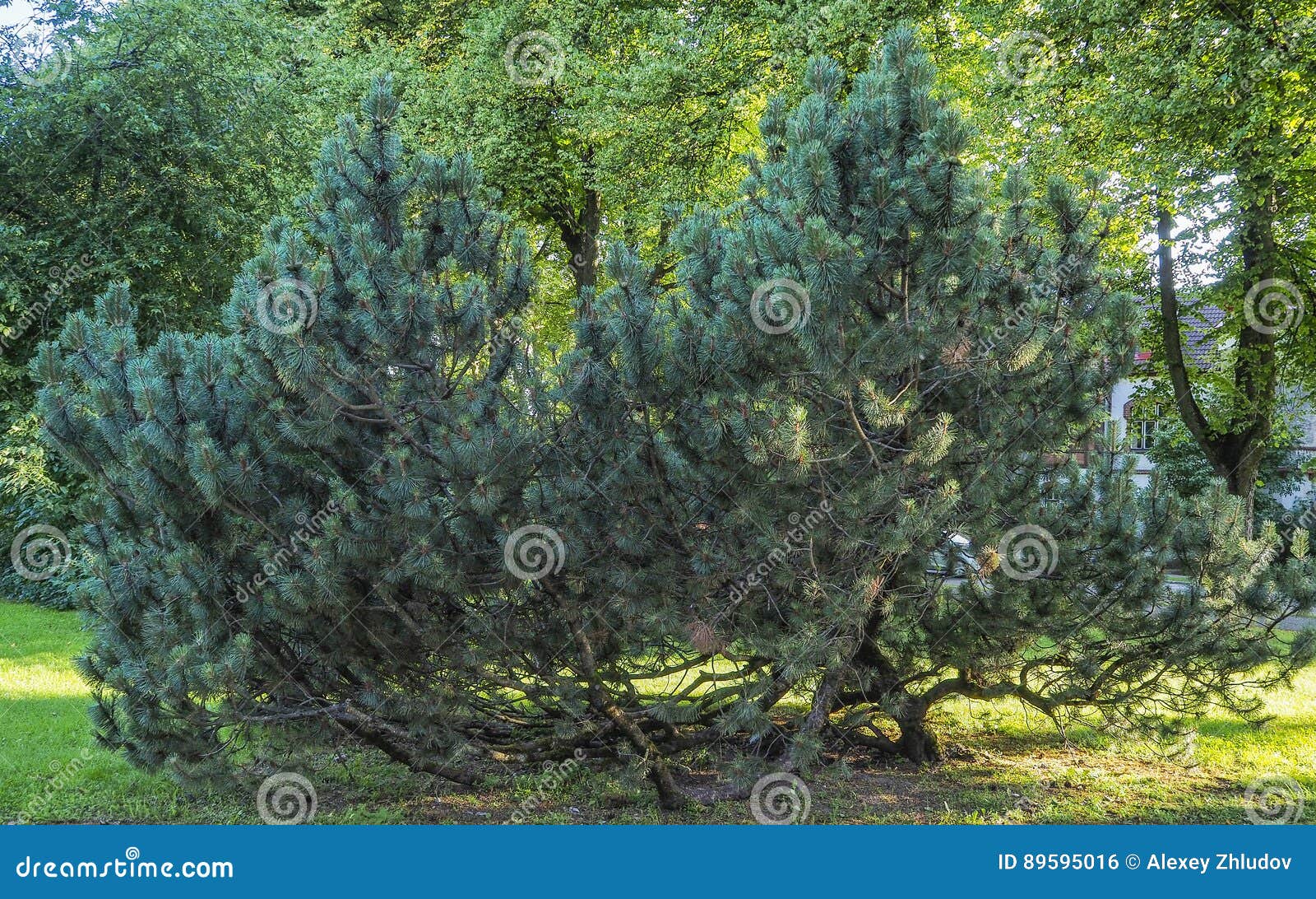 Pino azul rectangular foto de archivo. Imagen de parte - 89595016