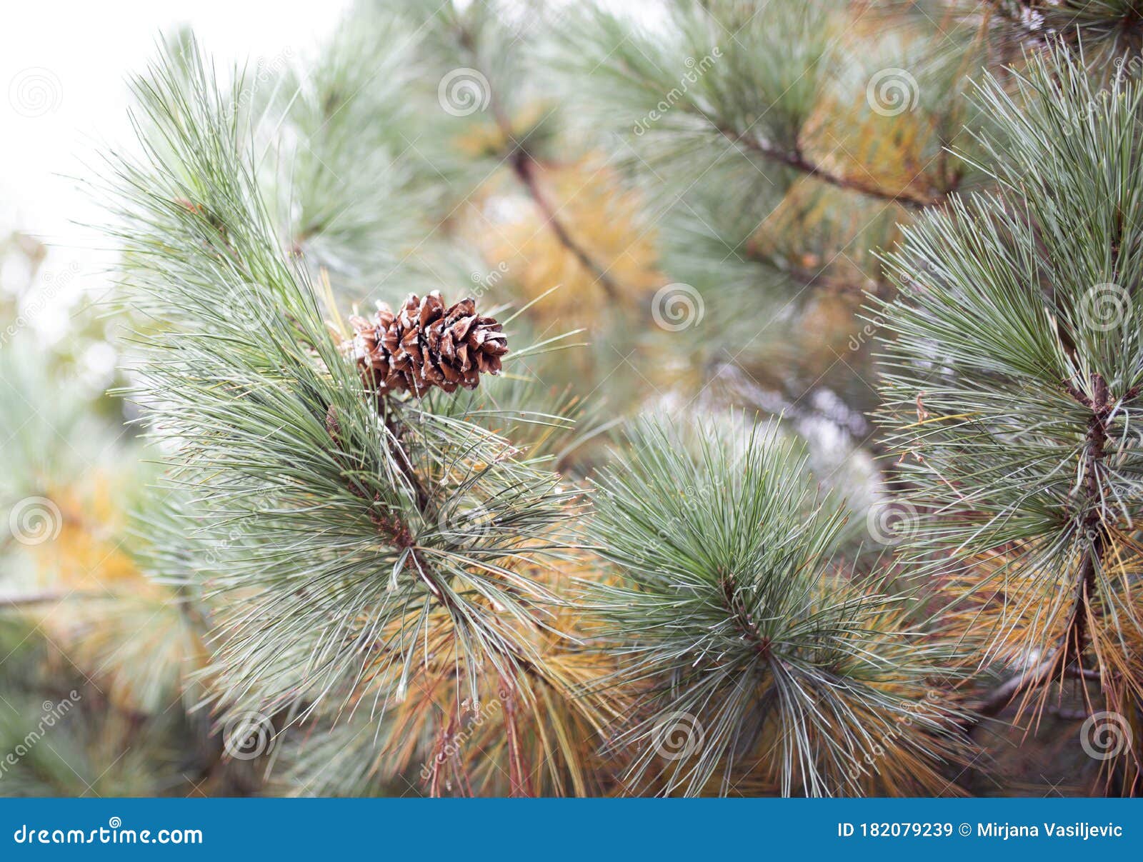 Pino con cono de pino imagen de archivo. Imagen de conos - 182079239