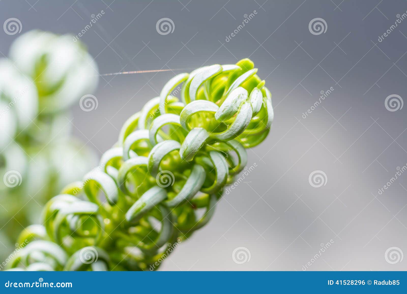 Pino Coreano (pinus Koraiensis) Foto de archivo - Imagen de verde ...