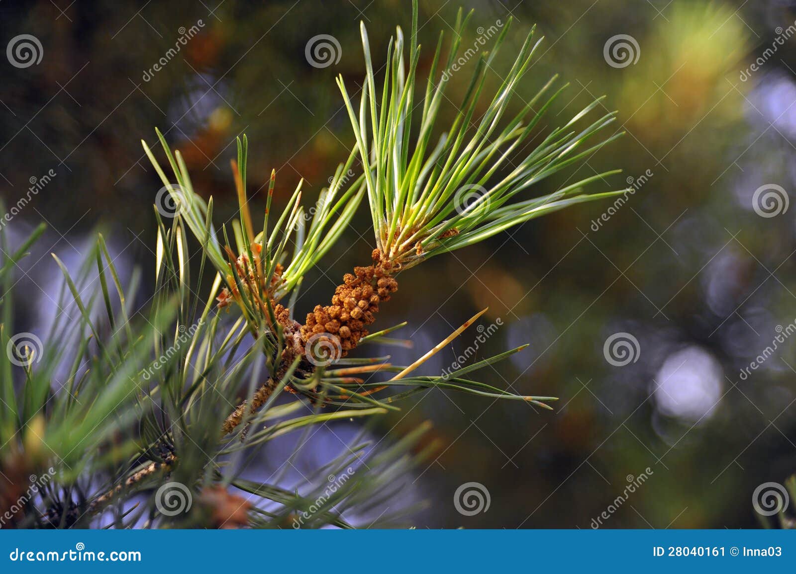 Pino de la flor. imagen de archivo. Imagen de florecimiento - 28040161