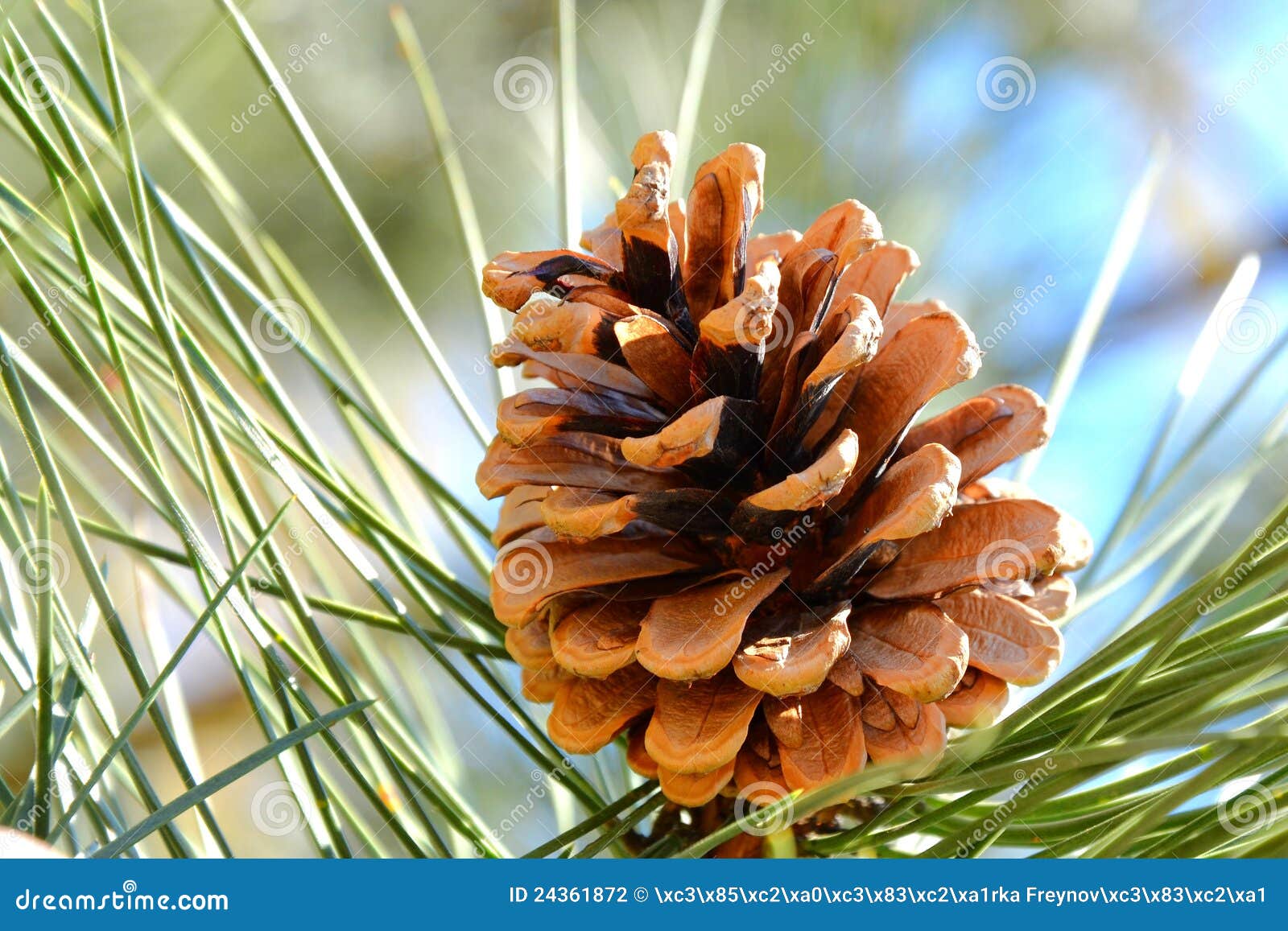 Pino del cono sull'albero fotografia stock. Immagine di pianta - 24361872