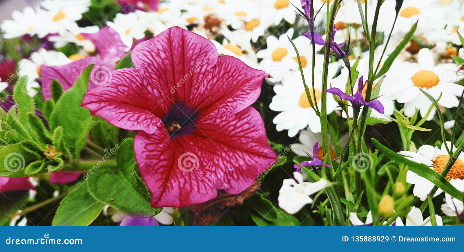 Pino Flower imagen de archivo. Imagen de hermoso, cama - 135888929