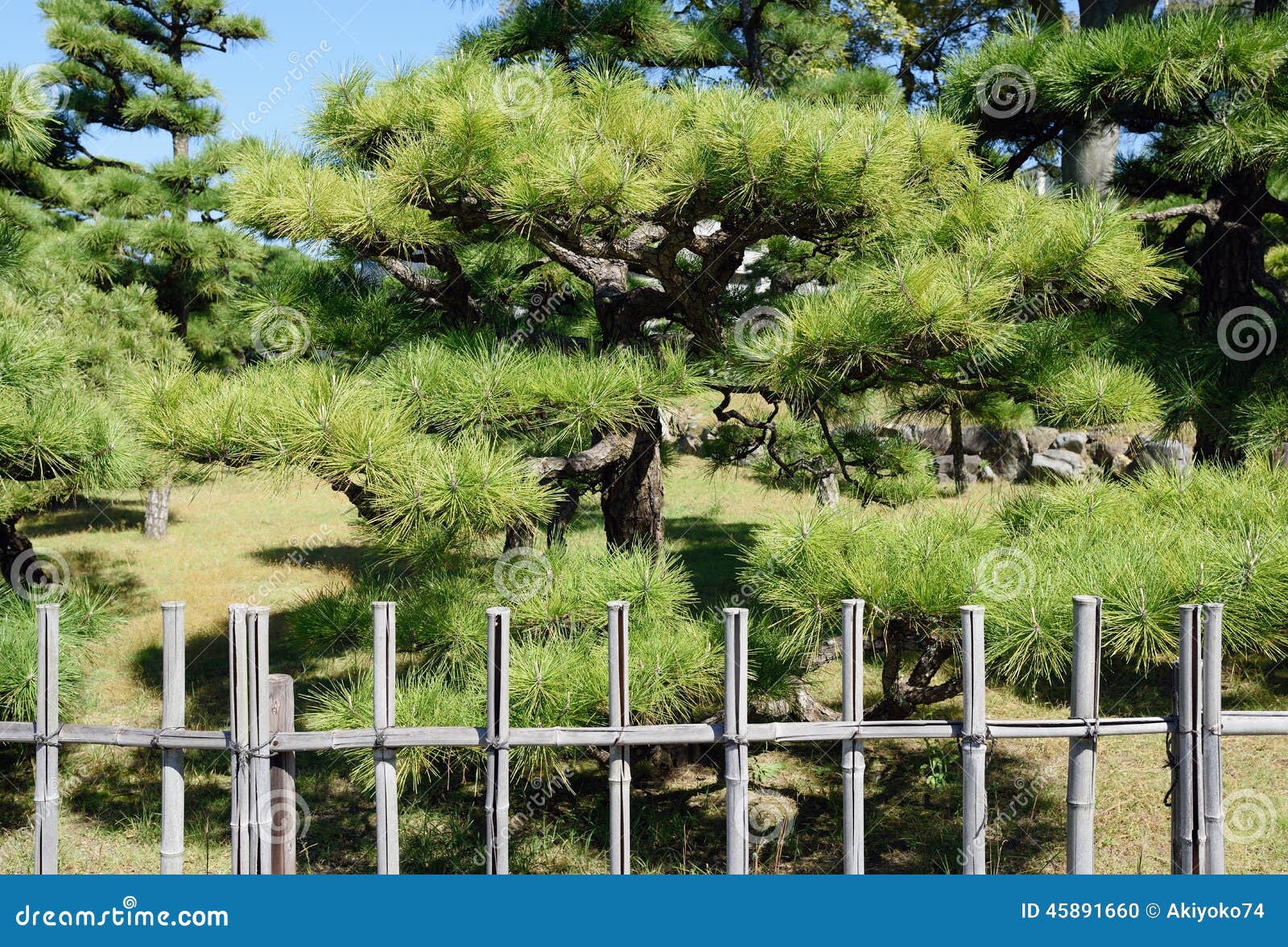 Pino giapponese dei bonsai fotografia stock. Immagine di lussare - 45891660