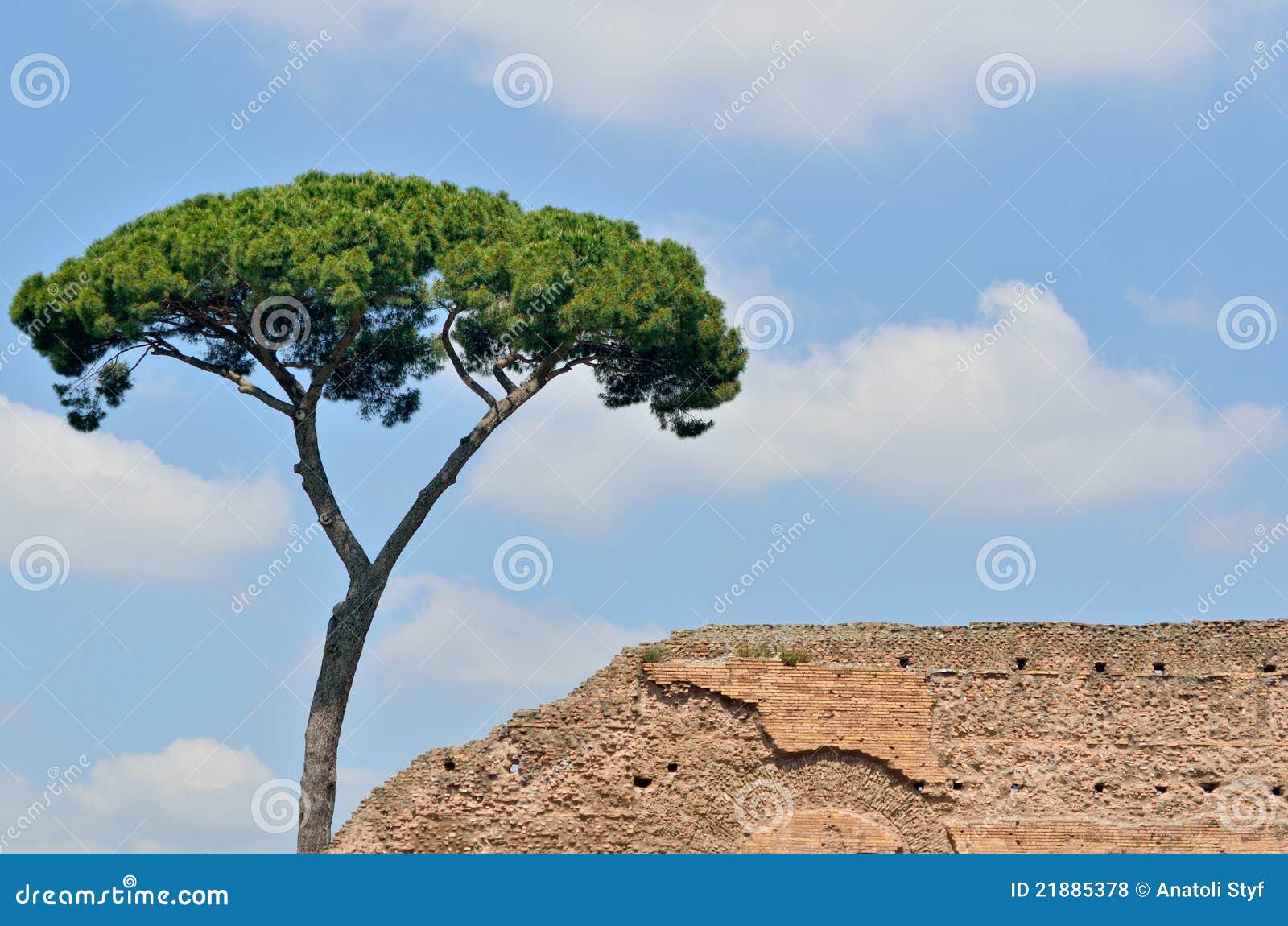 Pino italiano foto de archivo. Imagen de abeto, cubo - 21885378