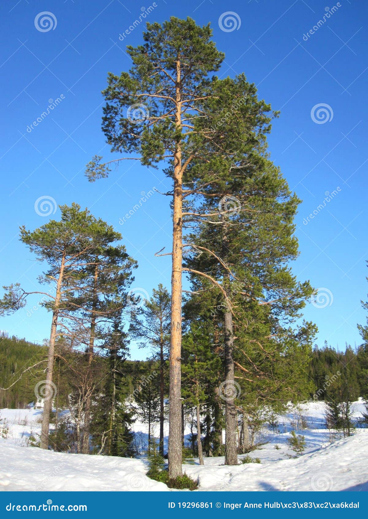 Pino viejo imagen de archivo. Imagen de noruega, rural - 19296861