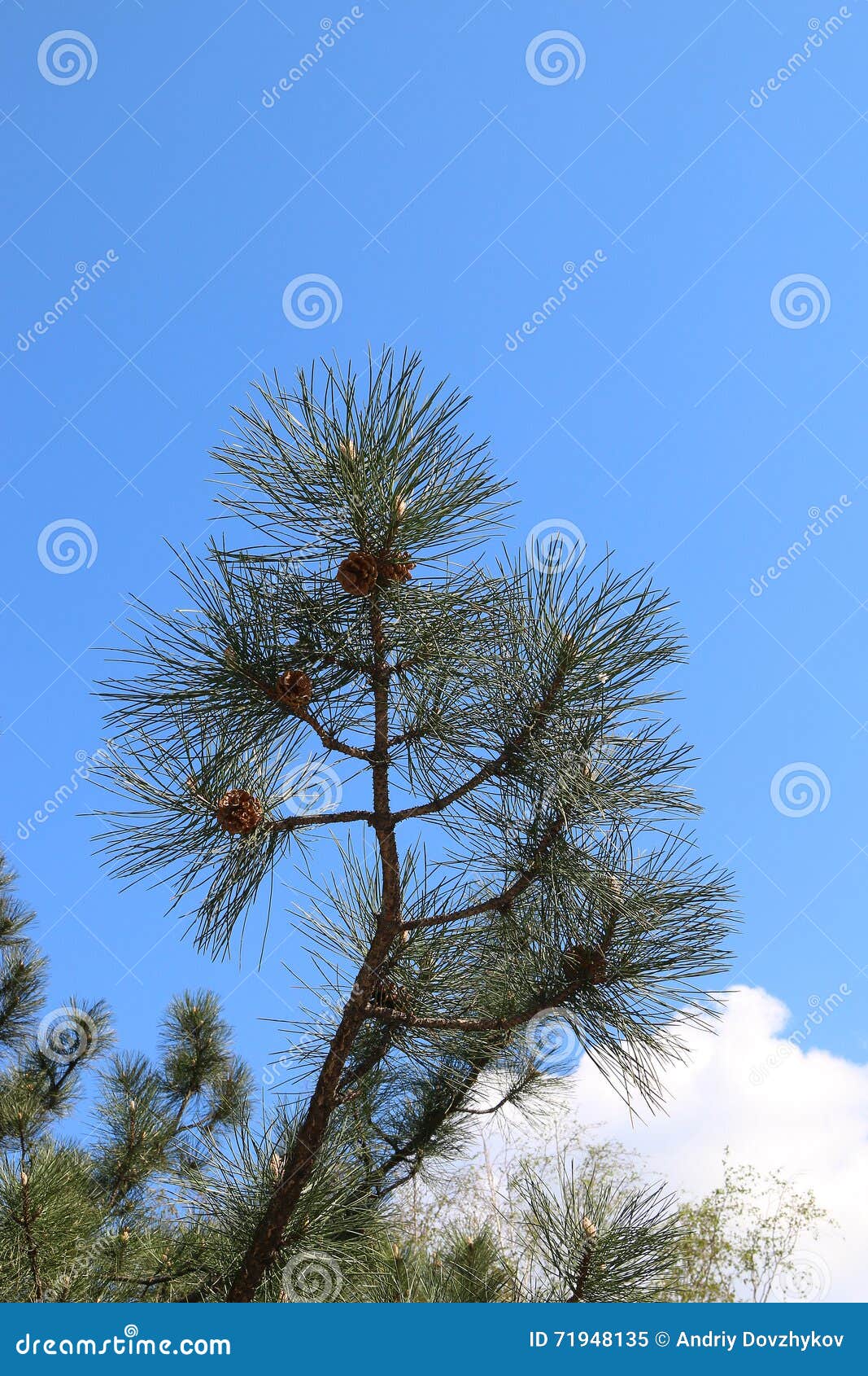 Pino y ramas spruce imagen de archivo. Imagen de tronco - 71948135