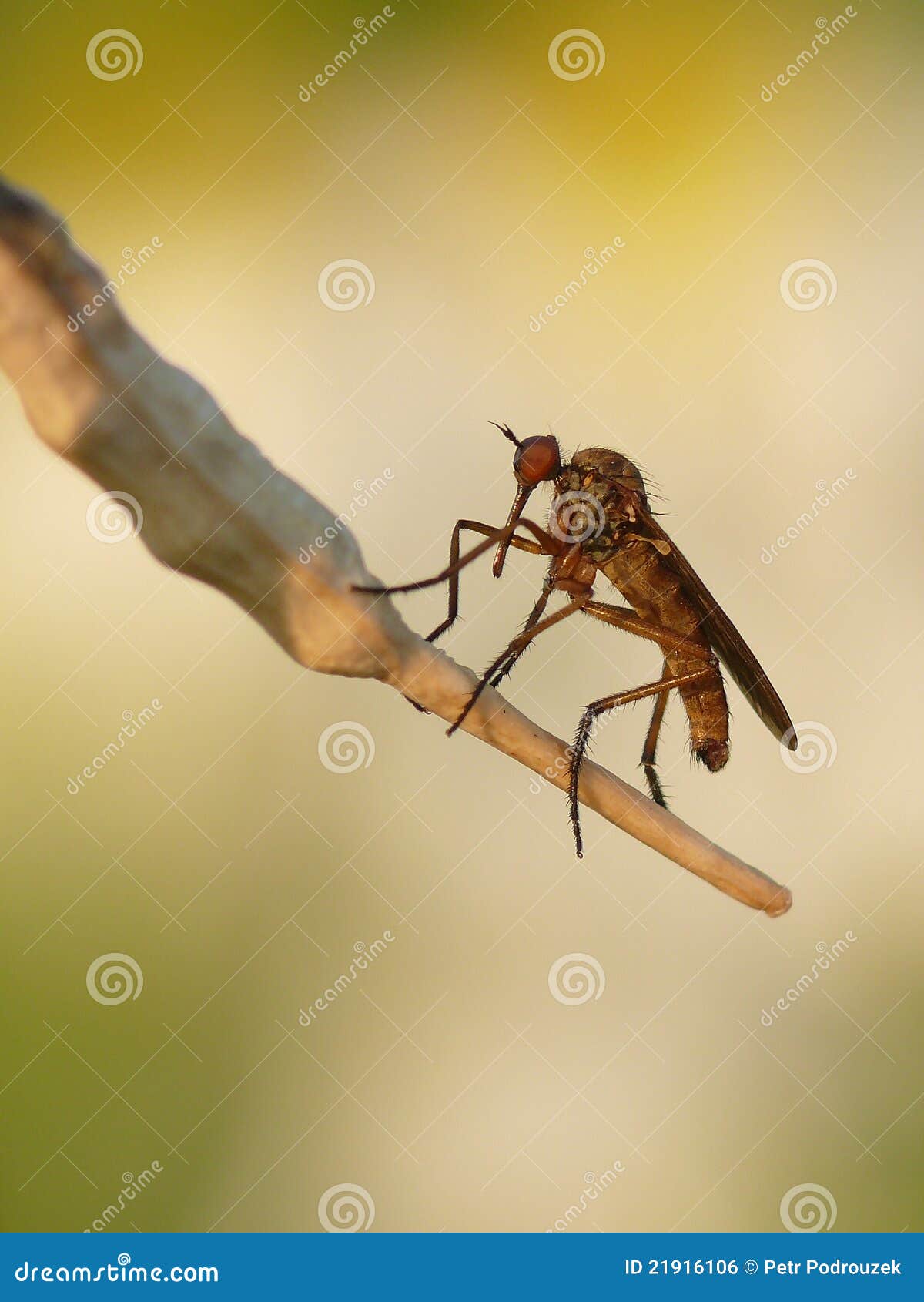 Pinocchio stock photo. Image of wildlife, colors, macro - 21916106