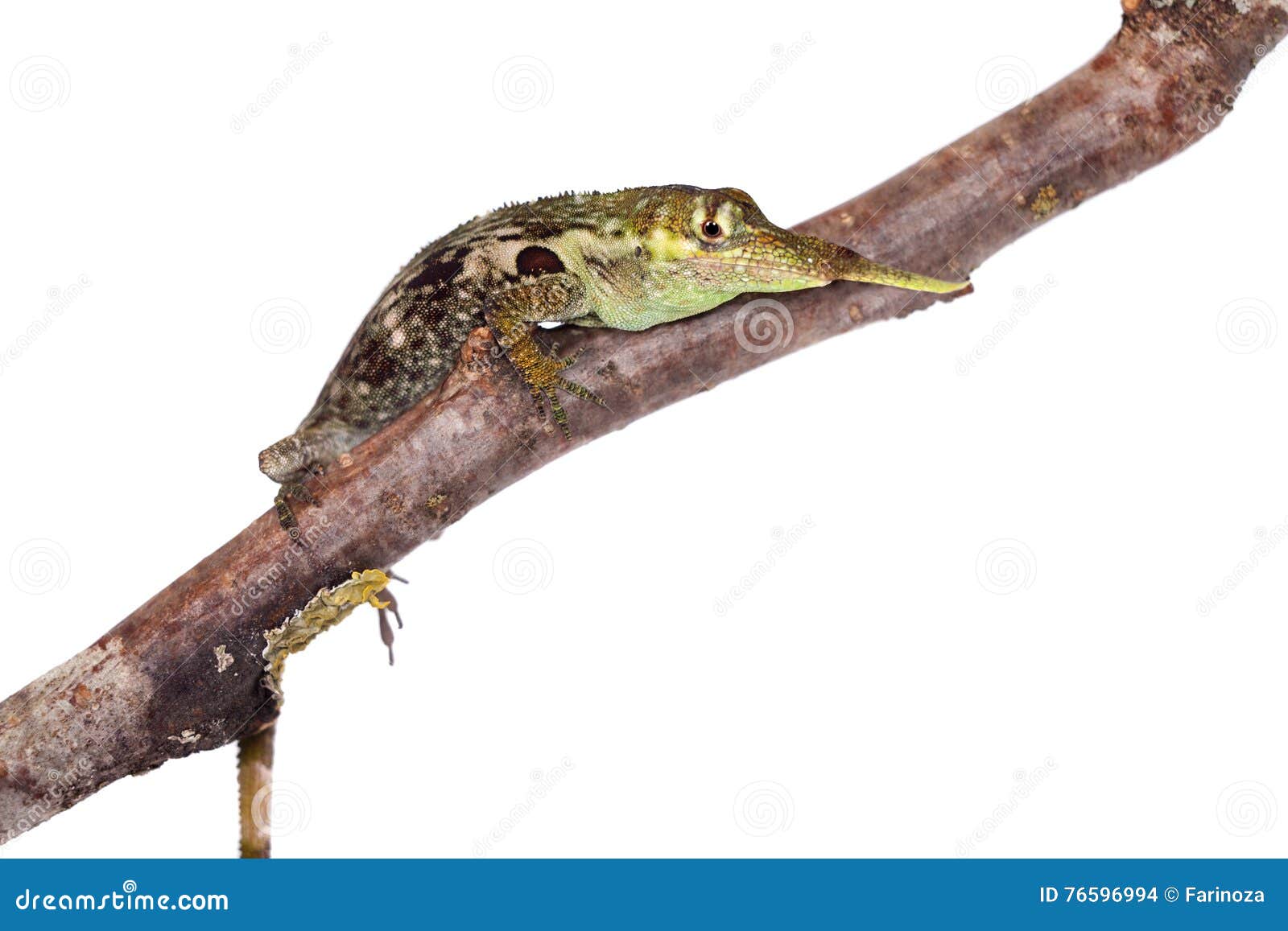 Pinocchio Lizard Stock Photos - Free & Royalty-Free Stock Photos from ...