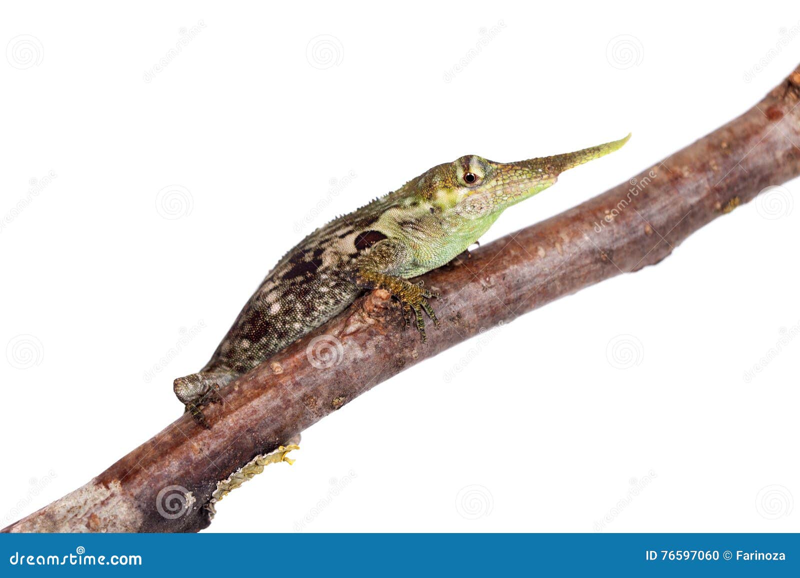 Pinocchio lizard on white stock photo. Image of herpetology - 76597060