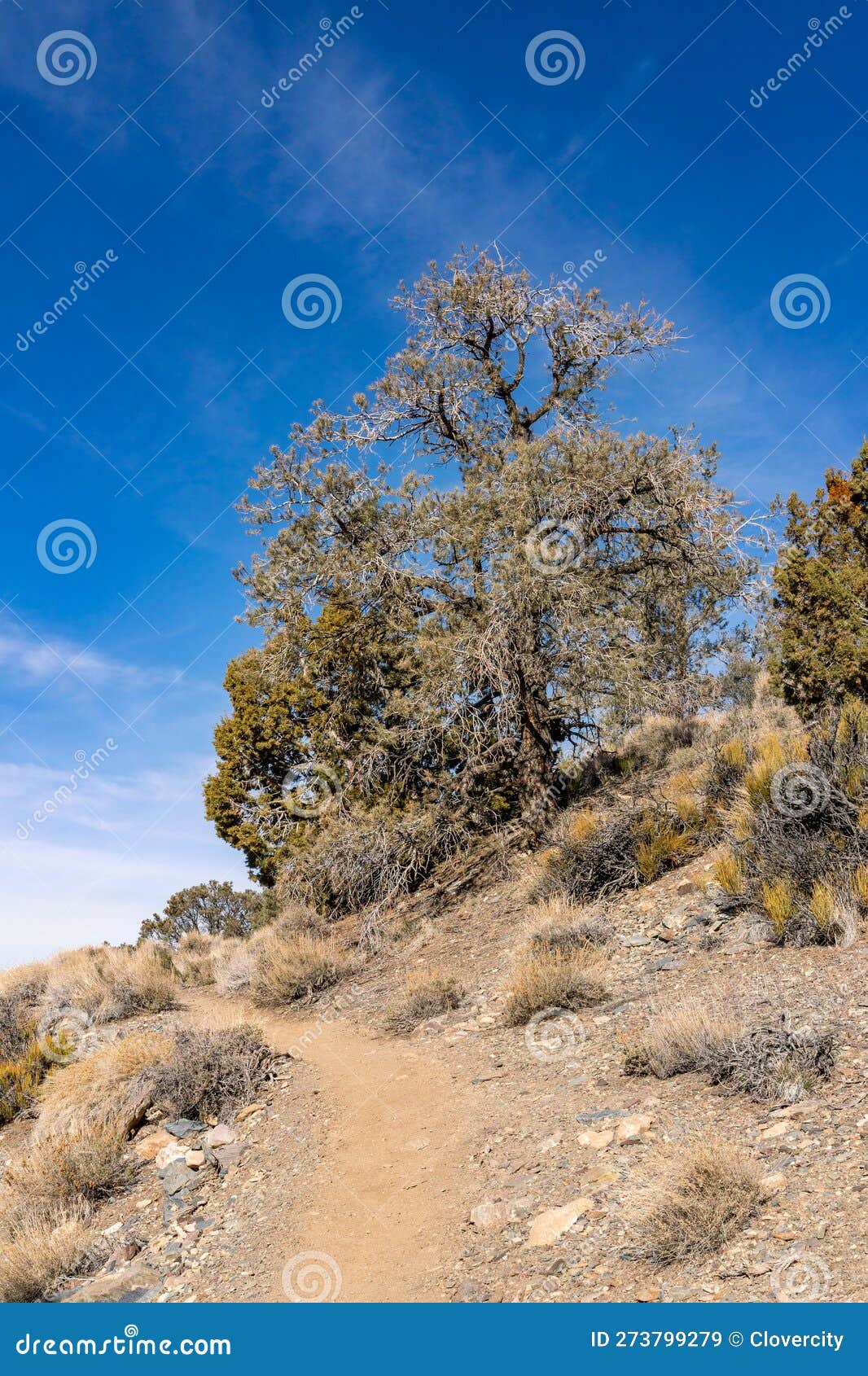 Pinon Pine Tree stock image. Image of travel, death - 273799279