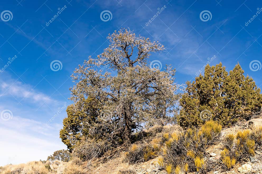 Pinon Pine Tree stock image. Image of high, brush, camping - 273799281