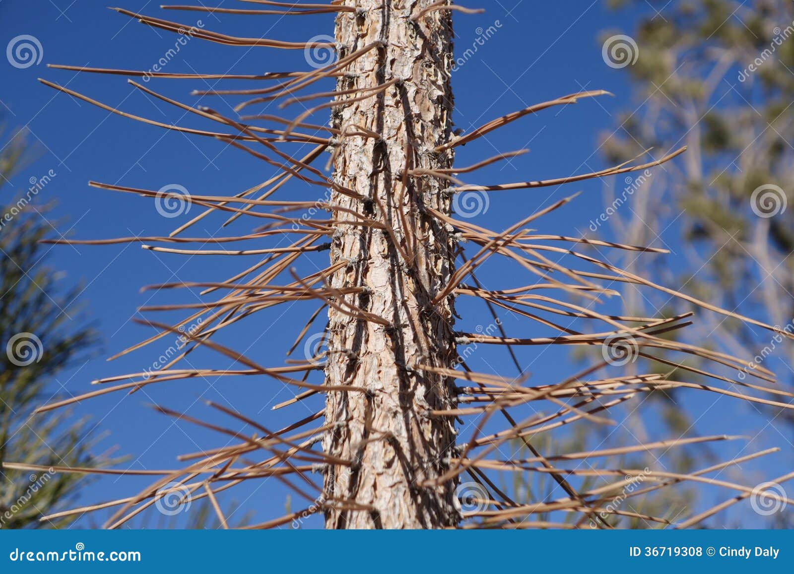 Pinon Tree Bark and Needles Stock Photo - Image of nature, bark: 36719308