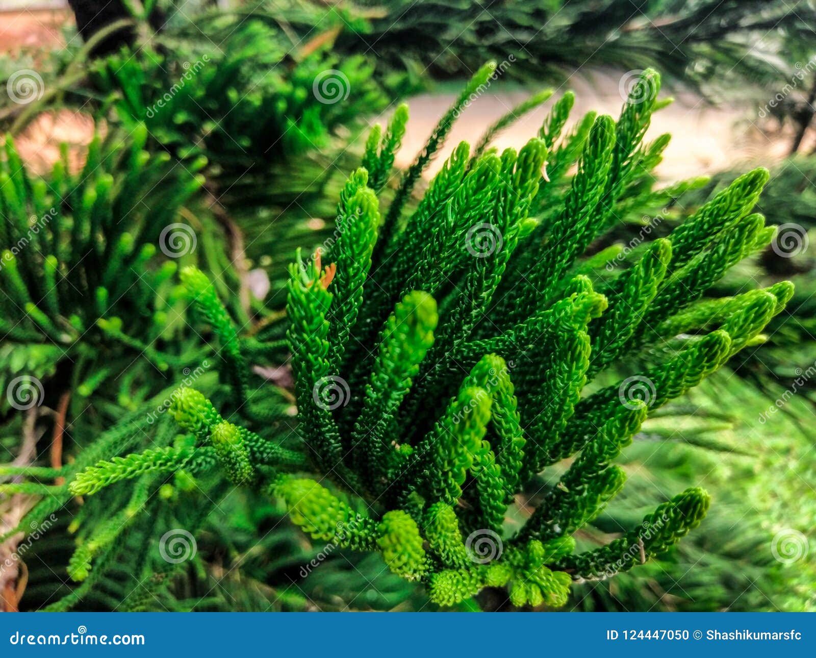 Pinophyta foto de archivo. Imagen de germen, gimnospermas - 124447050