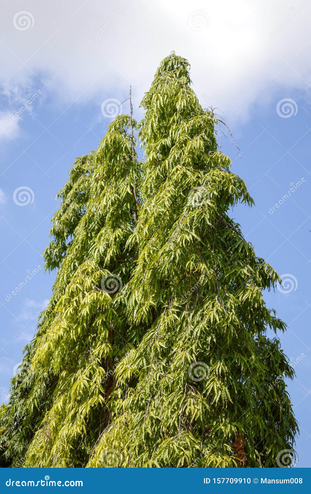 Pinophyta Tree in Nature Garden Stock Photo - Image of pinophyta ...