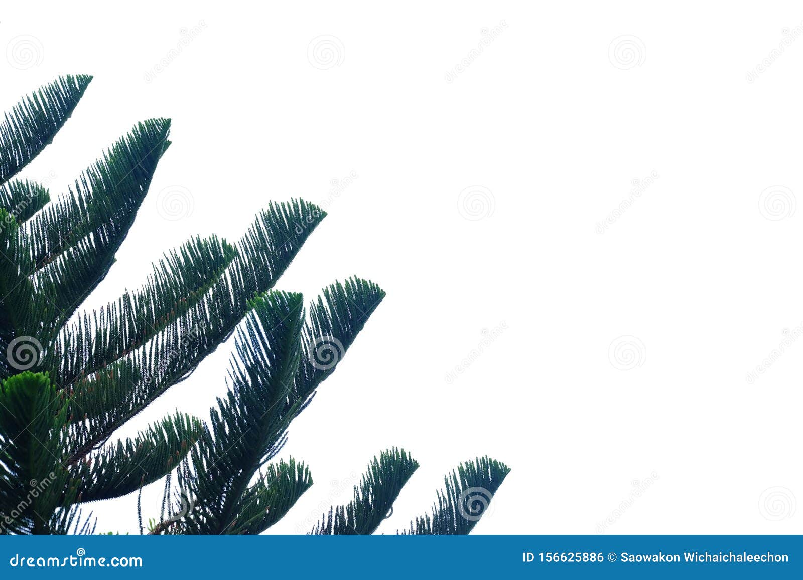 Pinos Con Ramas Sobre Fondo Blanco Aislado Foto de archivo - Imagen de ...