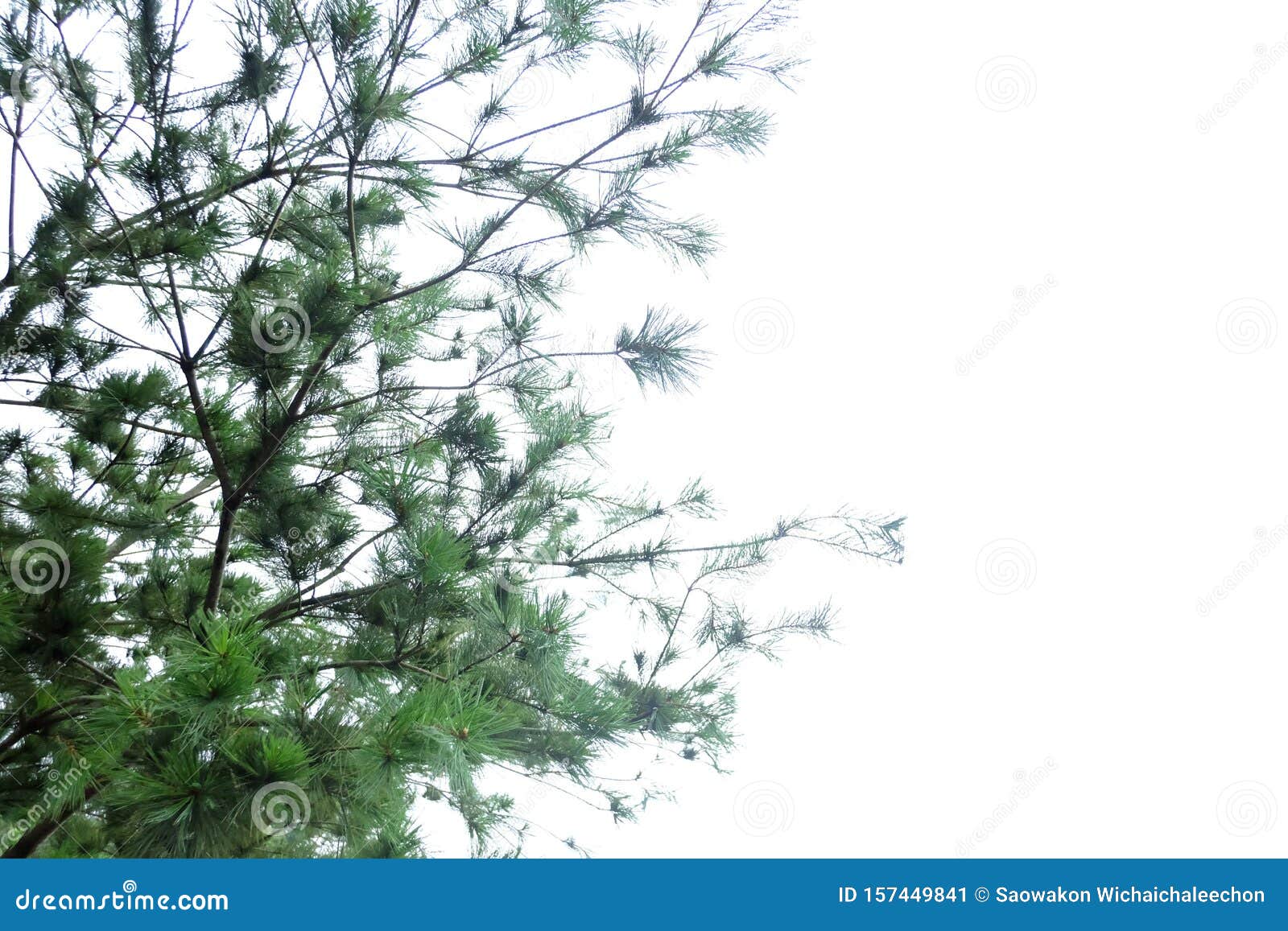 Pinos Con Ramas Sobre Fondo Blanco Aislado Imagen de archivo - Imagen ...