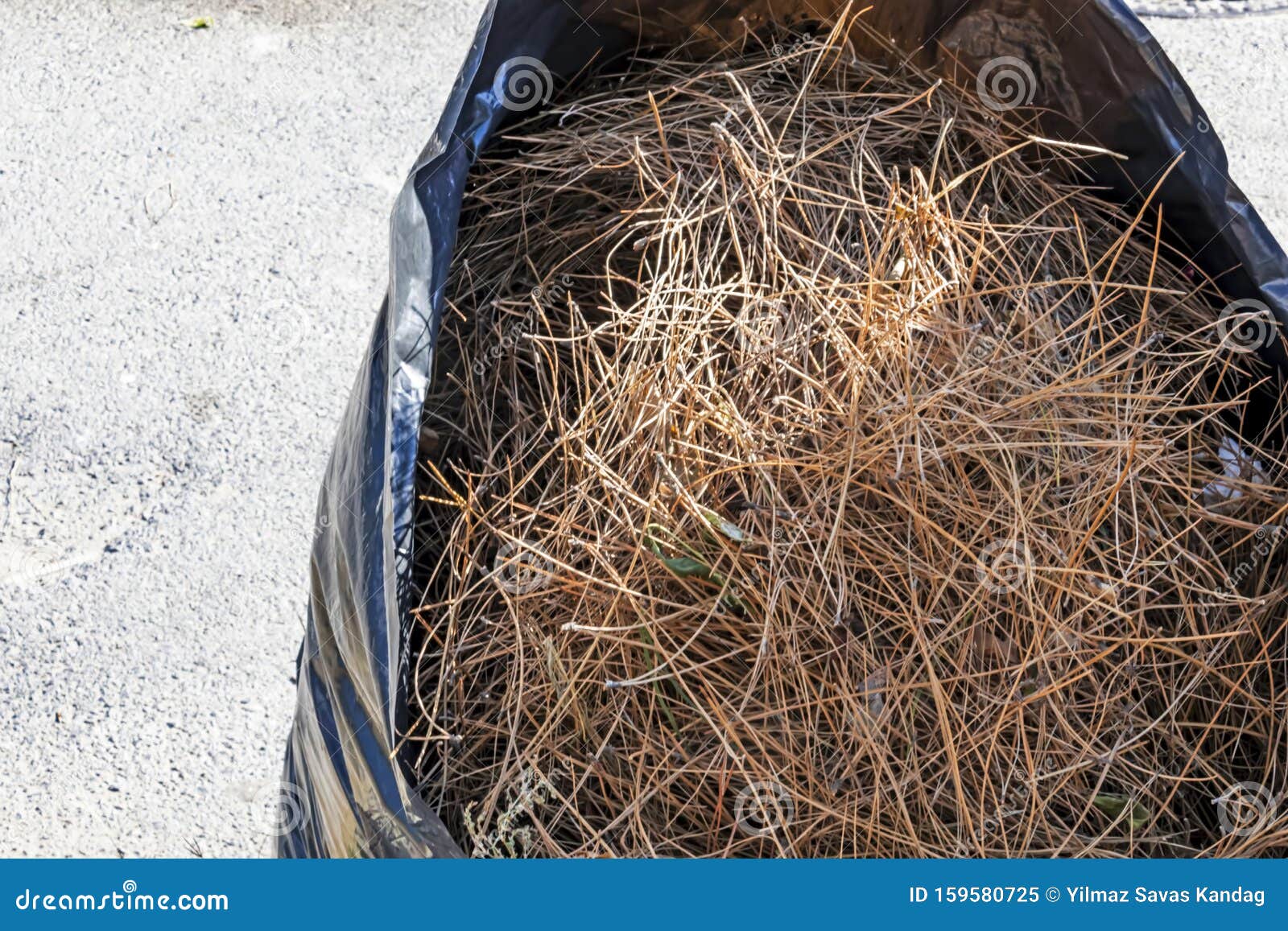 Pinos Secos En La Naturaleza Imagen de archivo - Imagen de cierre ...