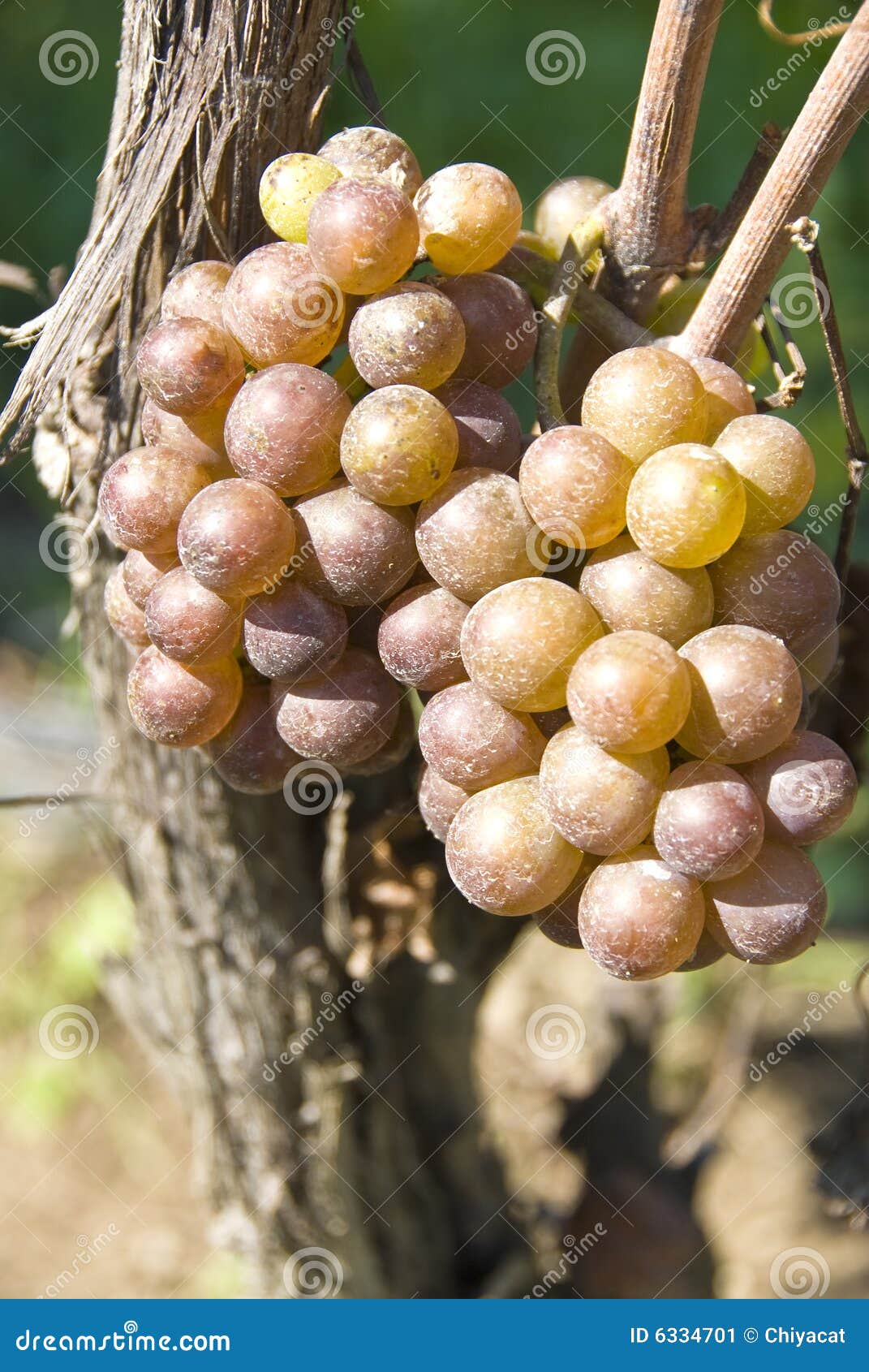 Pinot Gris/Grigio Grapes stock image. Image of mildew - 6334701