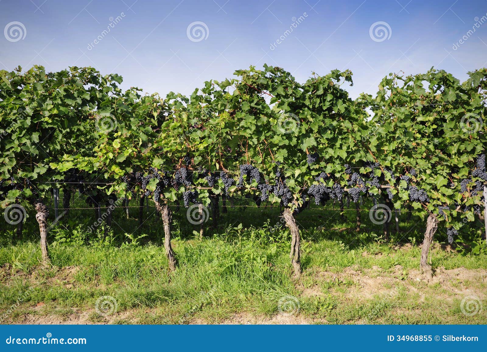 Pinot Noir Grapes in Rheinhessen, Germany Stock Image - Image of ...