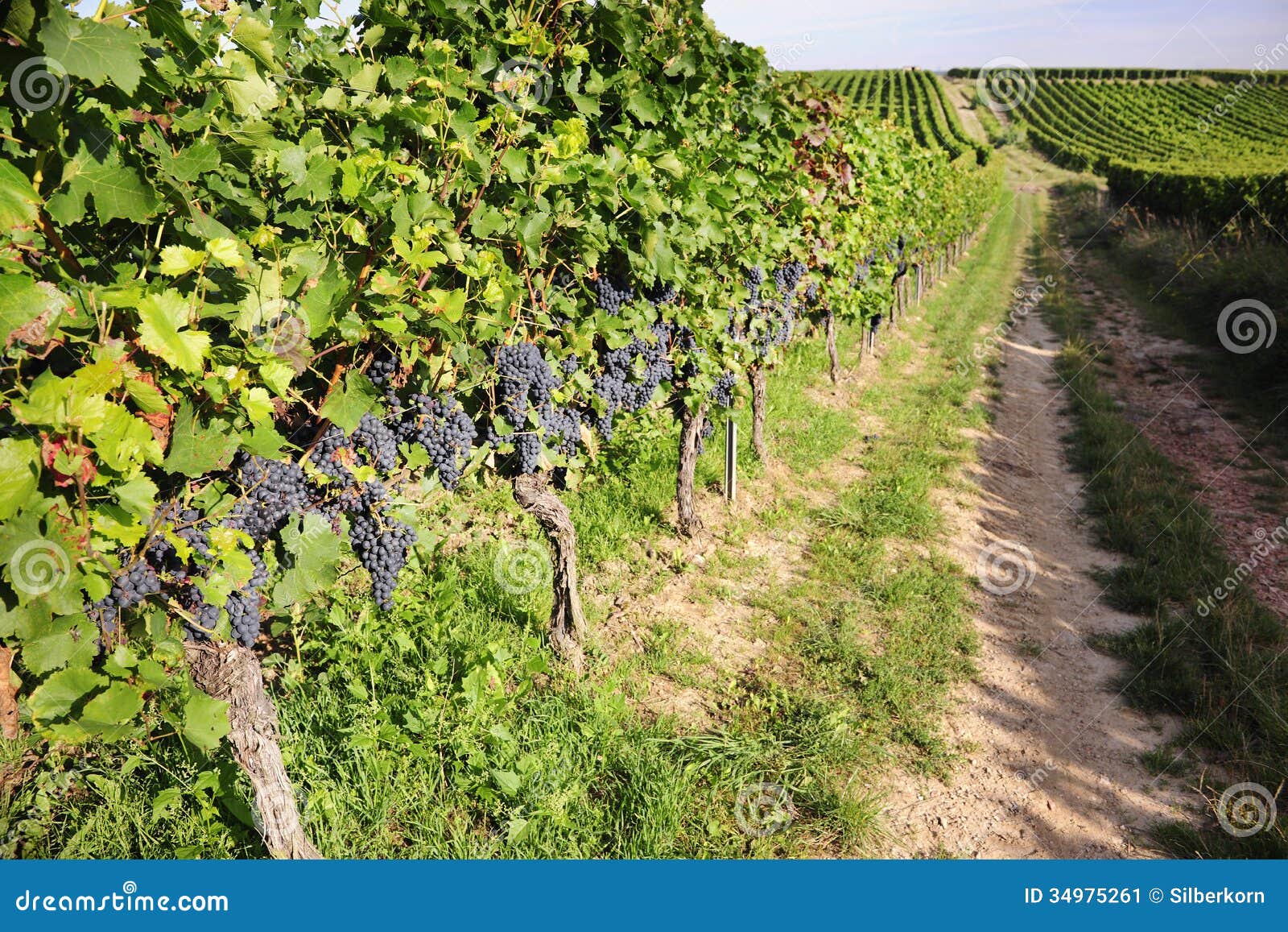 Pinot Noir Grapes in Rheinhessen, Germany Stock Image - Image of vine ...