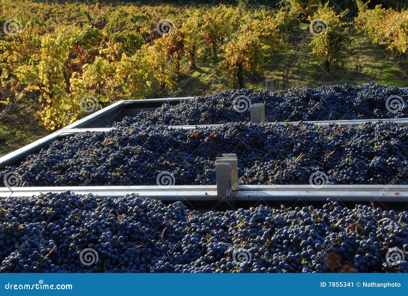 Pinot Noir Grapes and Vineyard Stock Image - Image of viticulture ...