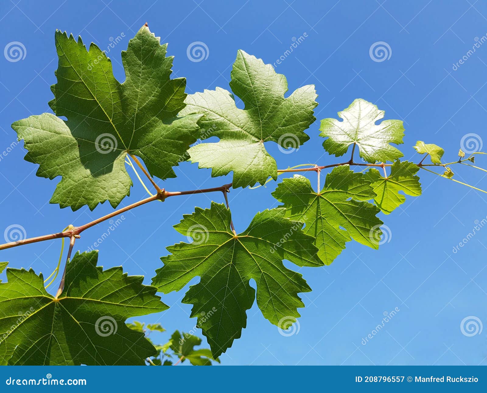 Vine Leaf Vitis Vinifera Pinot Noir Stock Image - Image of wine, leaves ...