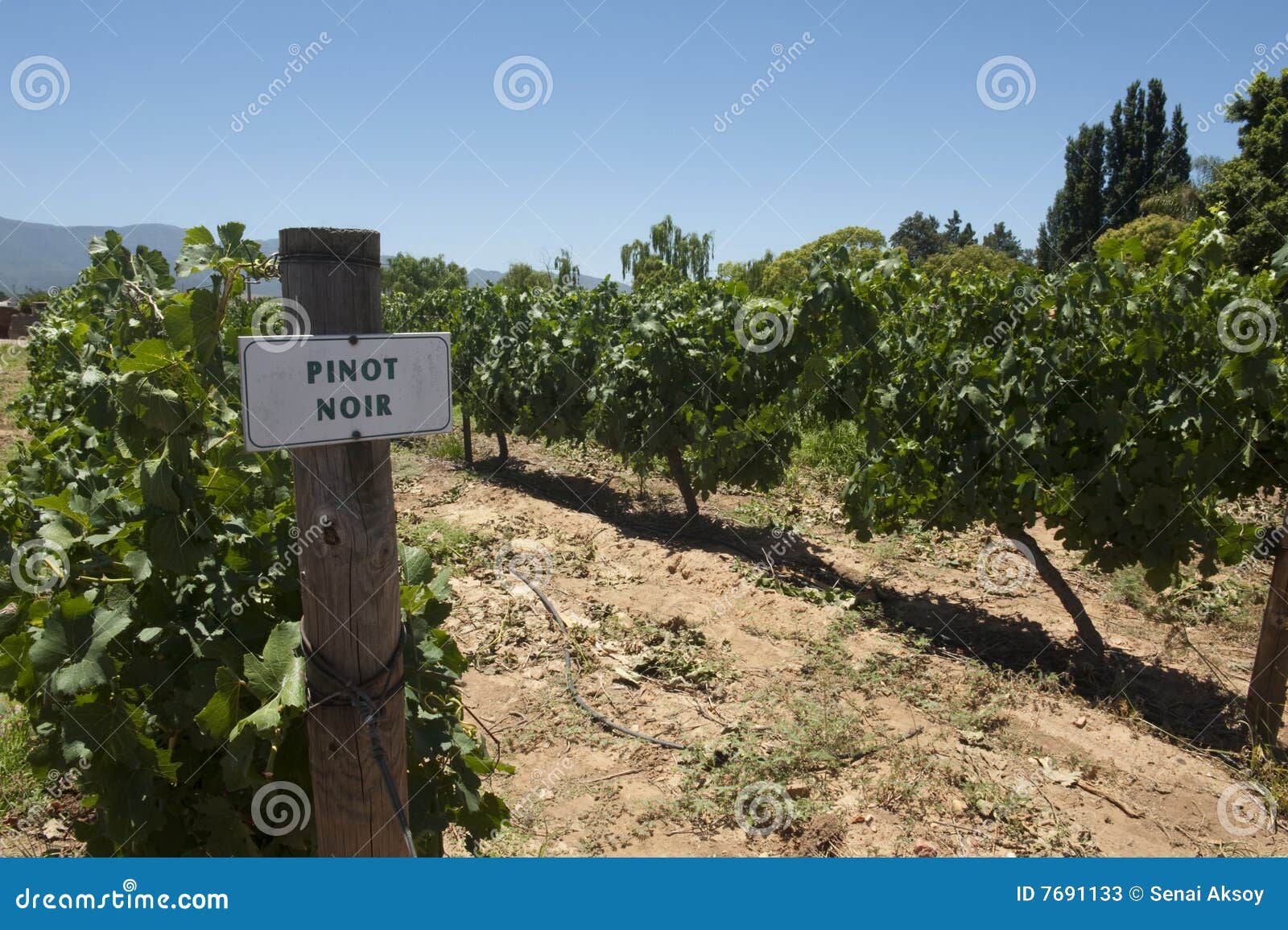 Pinot noir vineyard stock image. Image of noir, fall, growth - 7691133