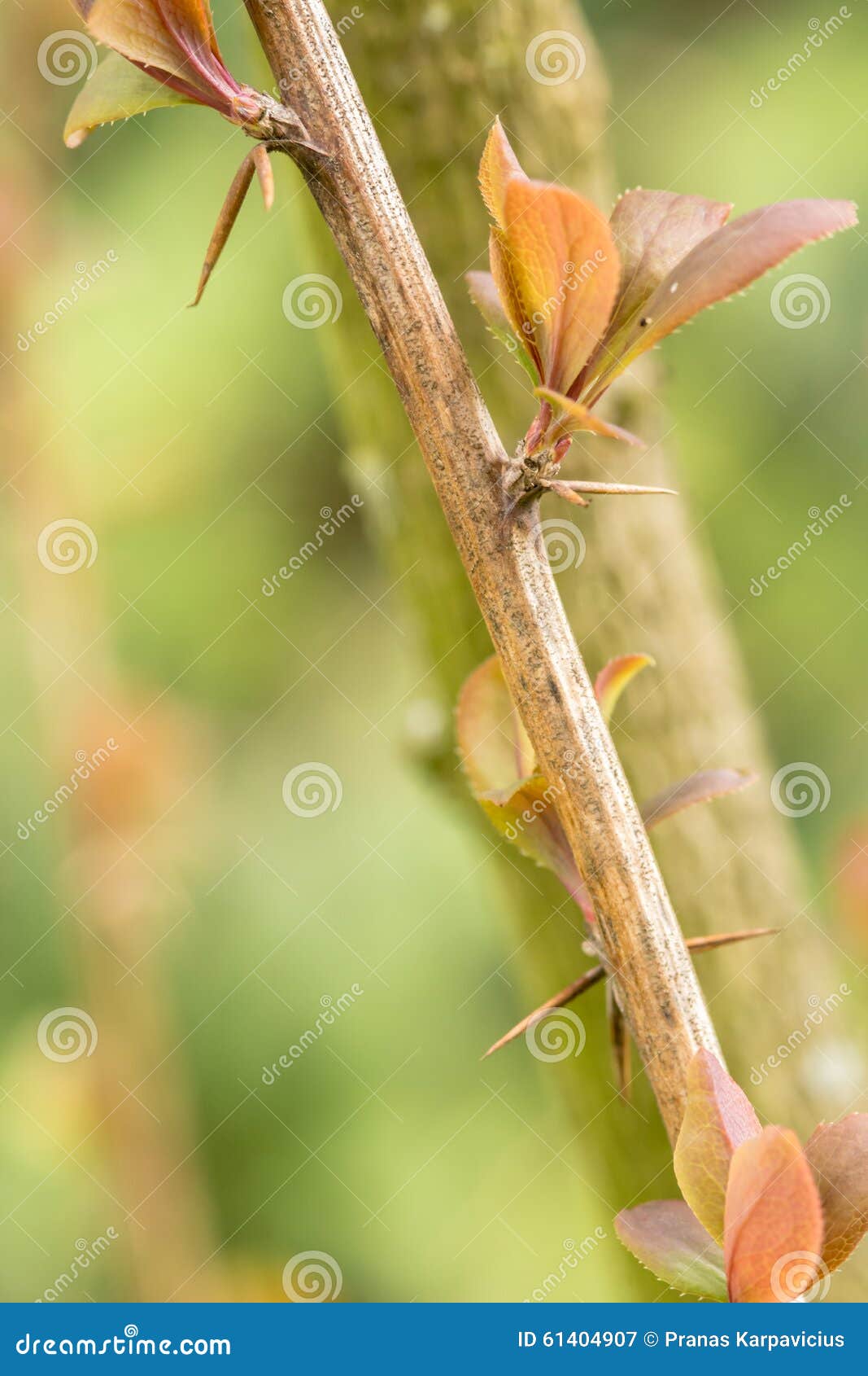 Pins stock image. Image of small, branch, nature, leaves - 61404907