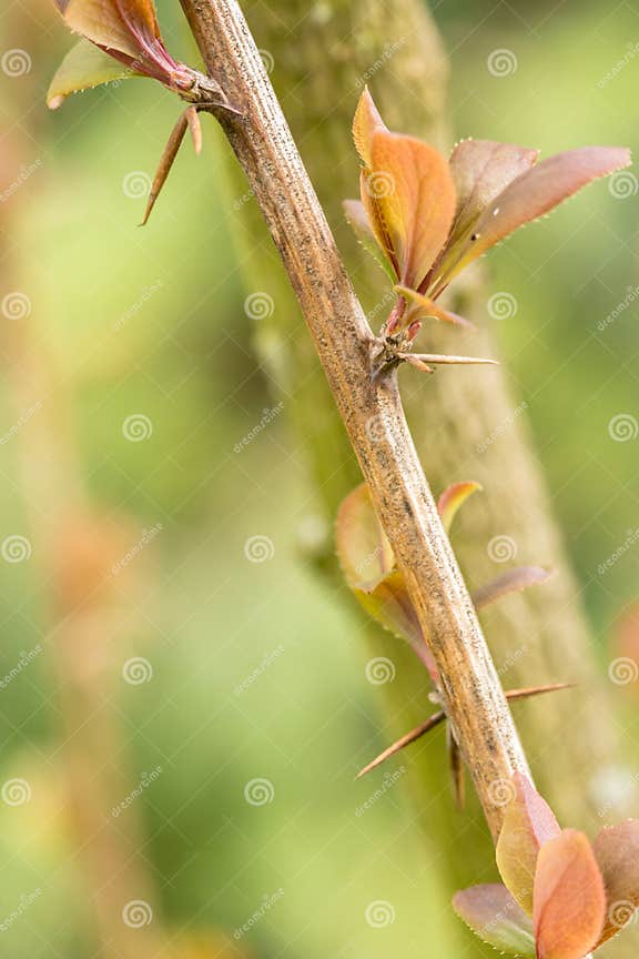Pins stock image. Image of small, branch, nature, leaves - 61404907