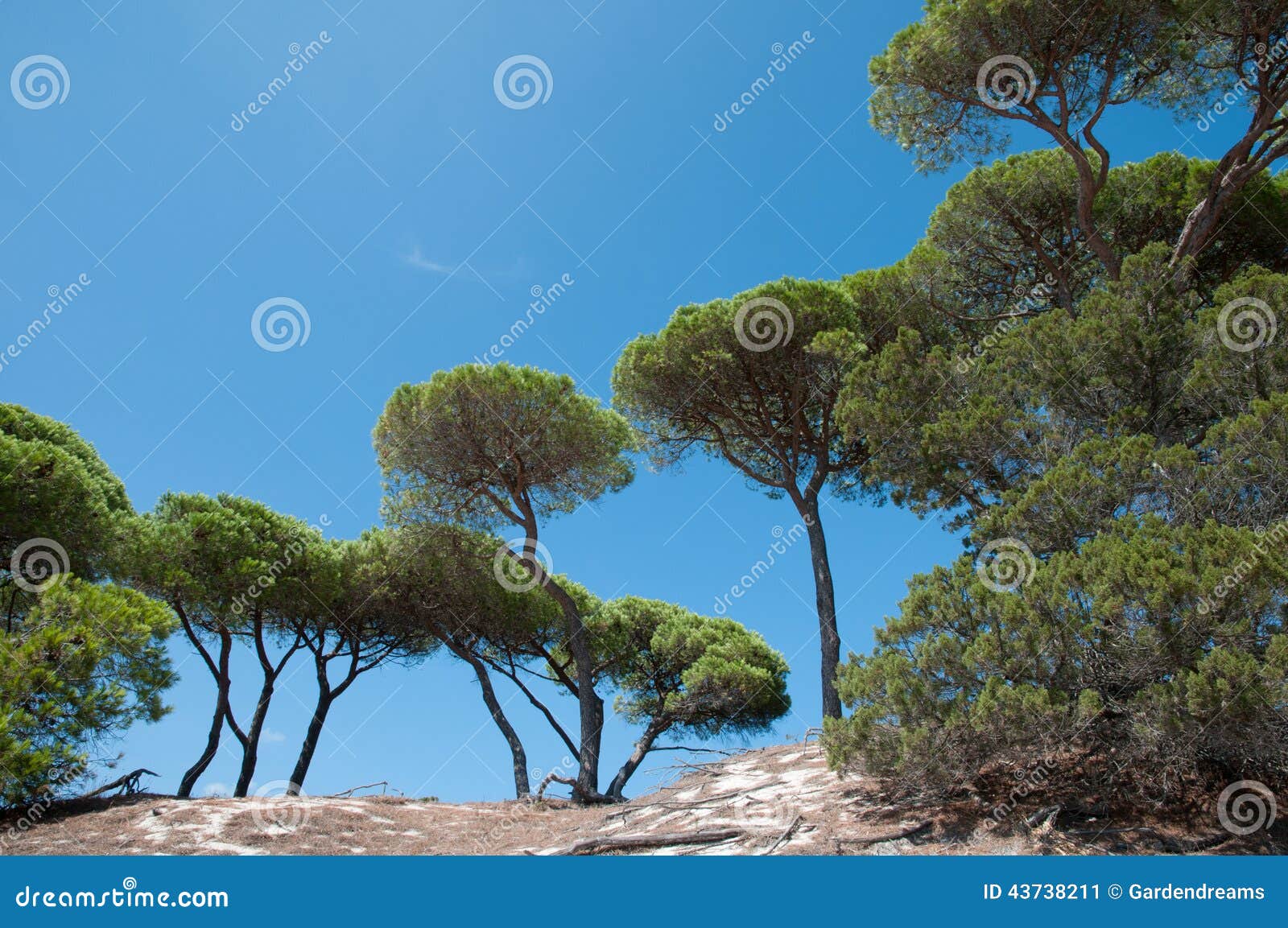 Pins Méditerranéens De Parasol Image stock - Image du océan, bleu: 43738211