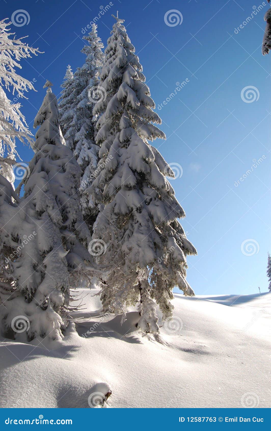 Pins with snow stock image. Image of mountain, white - 12587763