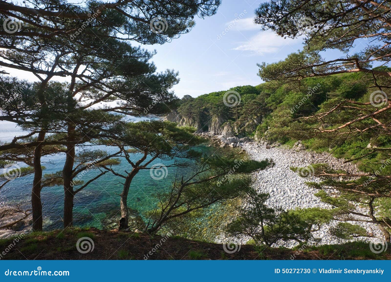 Pins Sur Un Bord De Mer Sauvage Photo stock - Image du cordon, herbe ...