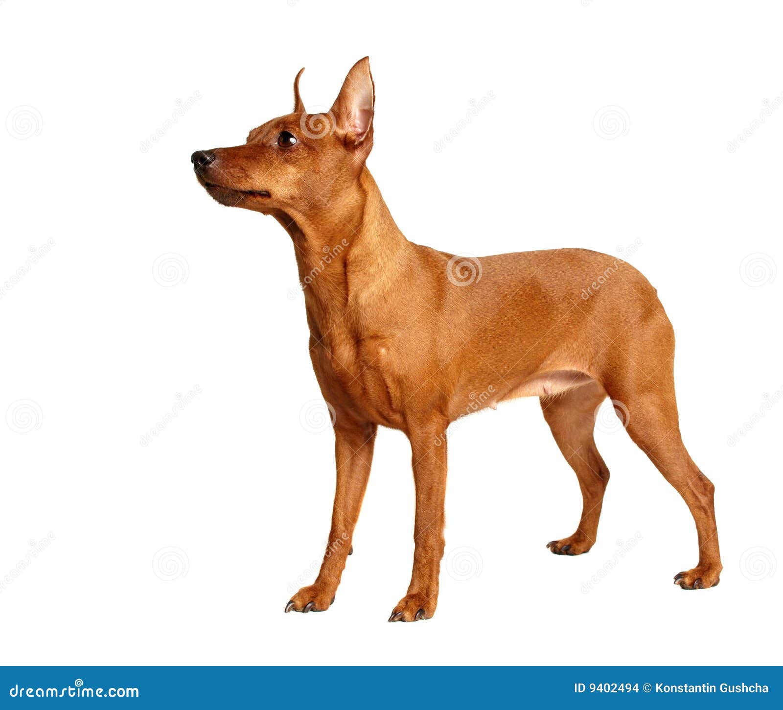 Pinscher Diminuto Vermelho Isolado No Branco Foto de Stock - Imagem de ...