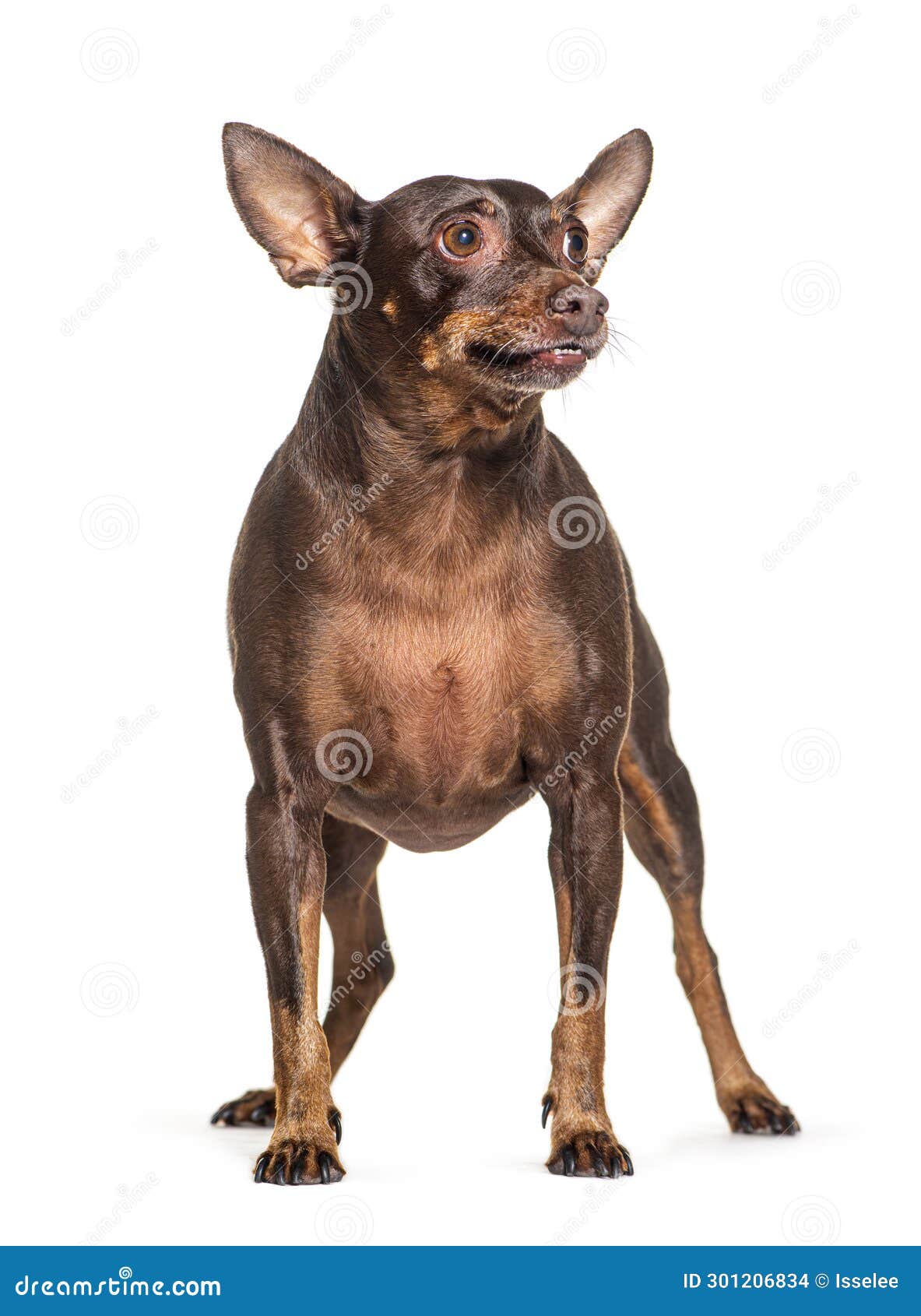 Pinscher Dog, Isolated on White Stock Photo - Image of purebred ...