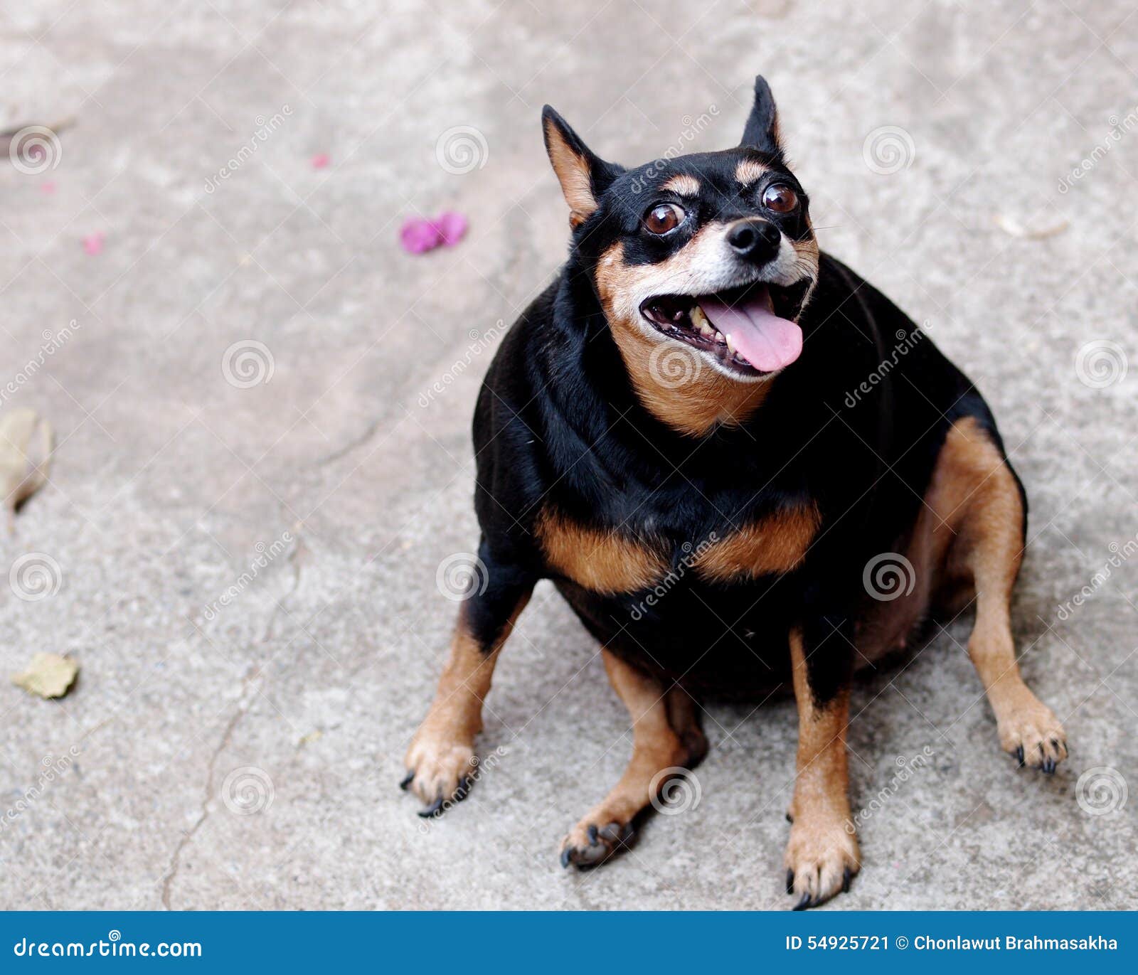 Pinscher Miniatura Gordo Negro Imagen de archivo - Imagen de mini ...