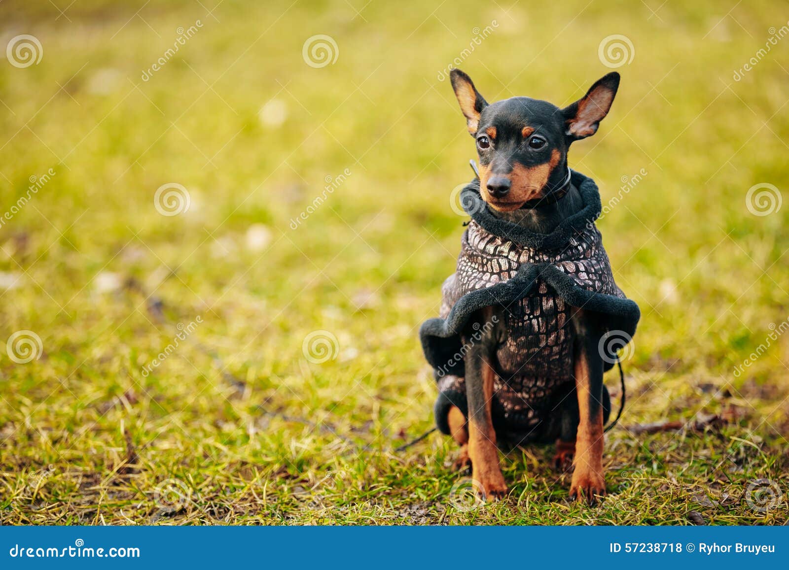 Pinscher Miniatura Negro Pincher Foto de archivo - Imagen de amistad ...