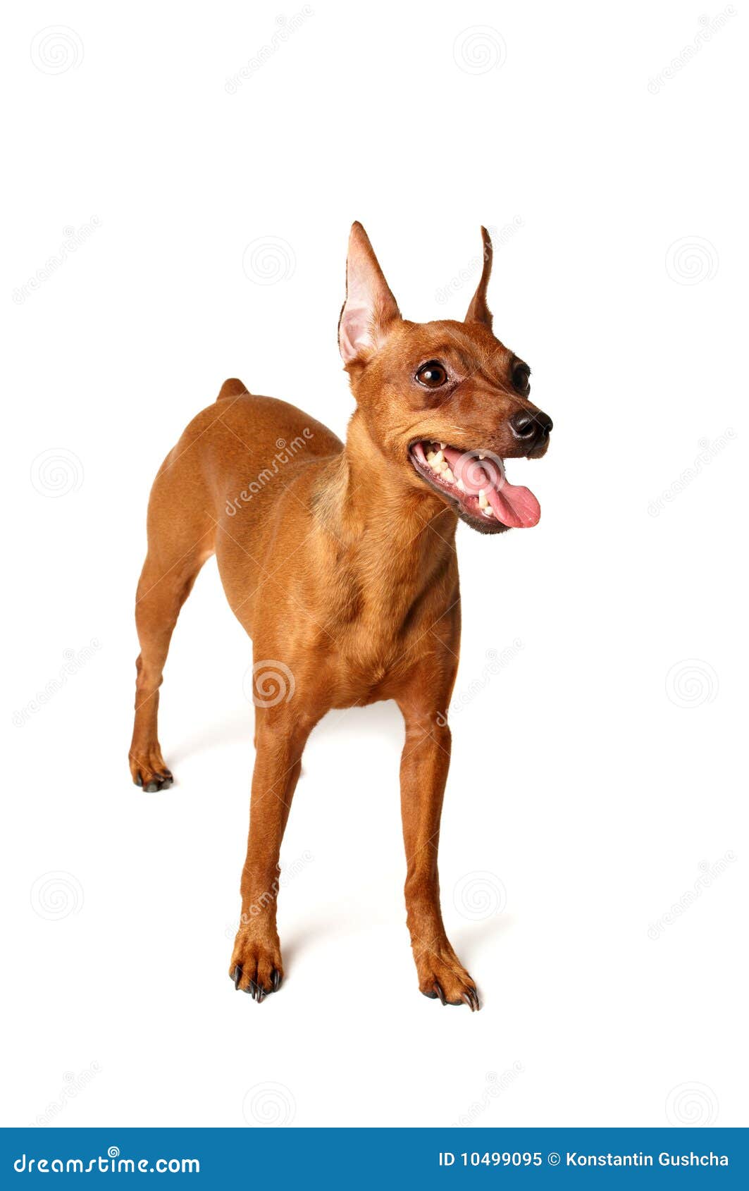 Pinscher miniatura rojo imagen de archivo. Imagen de casta - 10499095