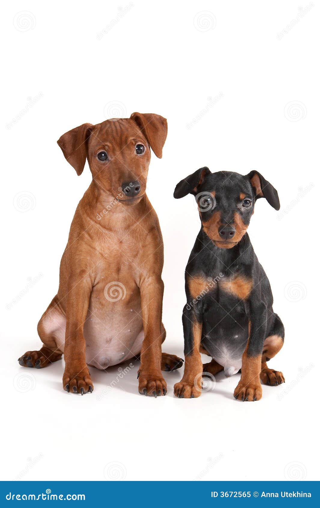 Pinscher puppies stock image. Image of duet, pedigree - 3672565