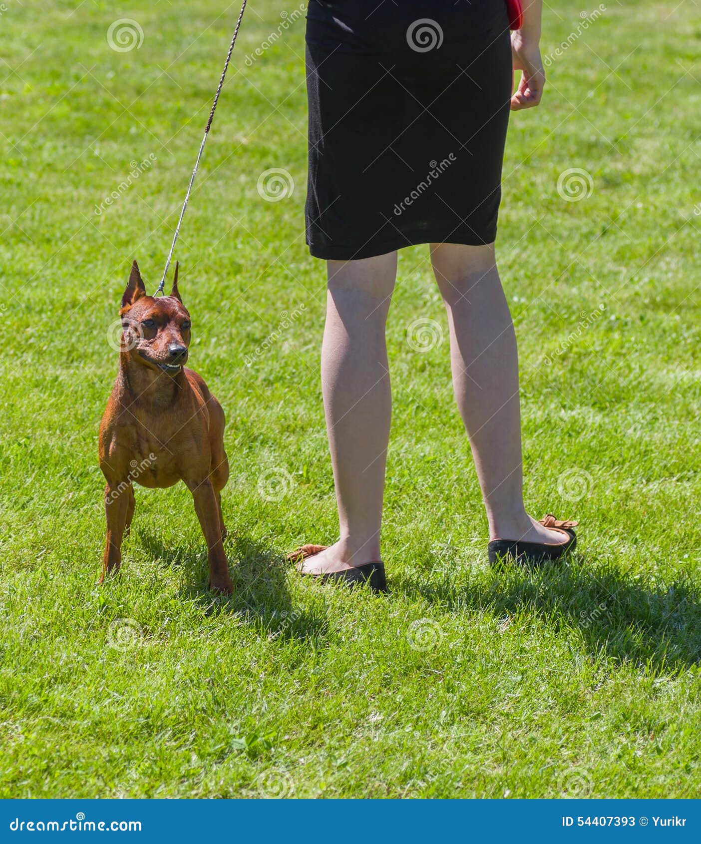 Pinscher is Ready To Defend Master Stock Image - Image of pincher ...