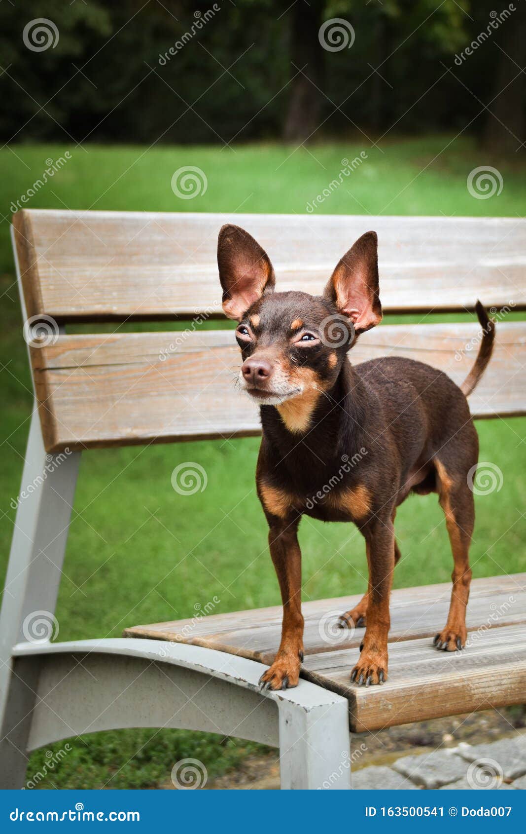 Pinscher is Standing on Bench Stock Image - Image of king, beautiful ...