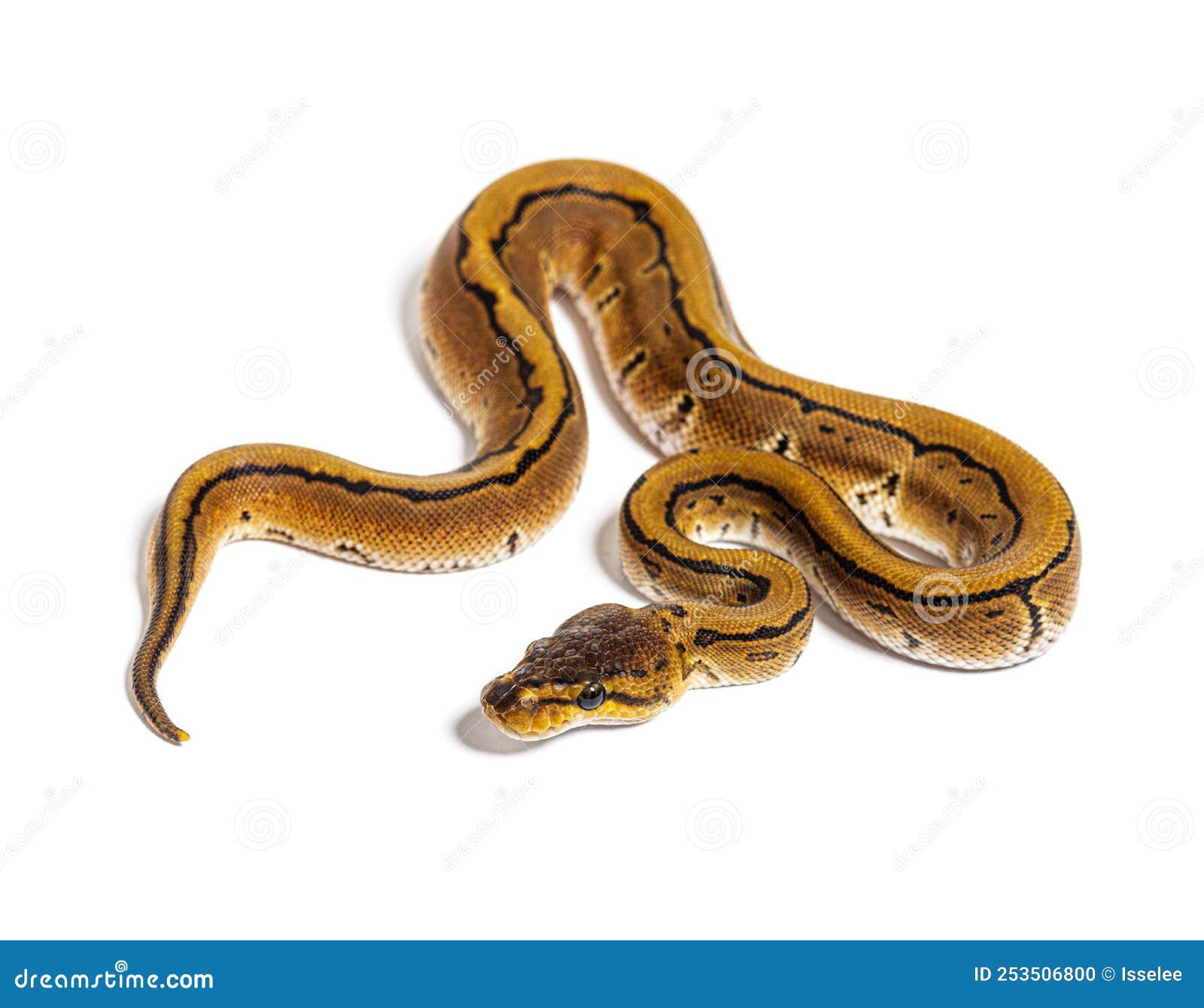 Pinstripe Ball Python Python Regius Aislado Foto De Archivo Imagen De Salir Fauna 253506800