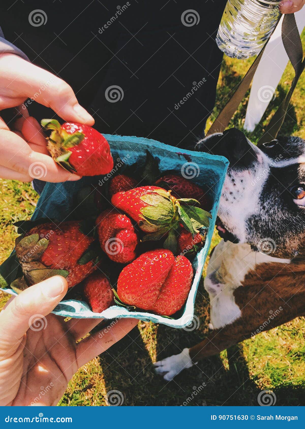 Pint of fresh strawberries stock photo. Image of sweet - 90751630