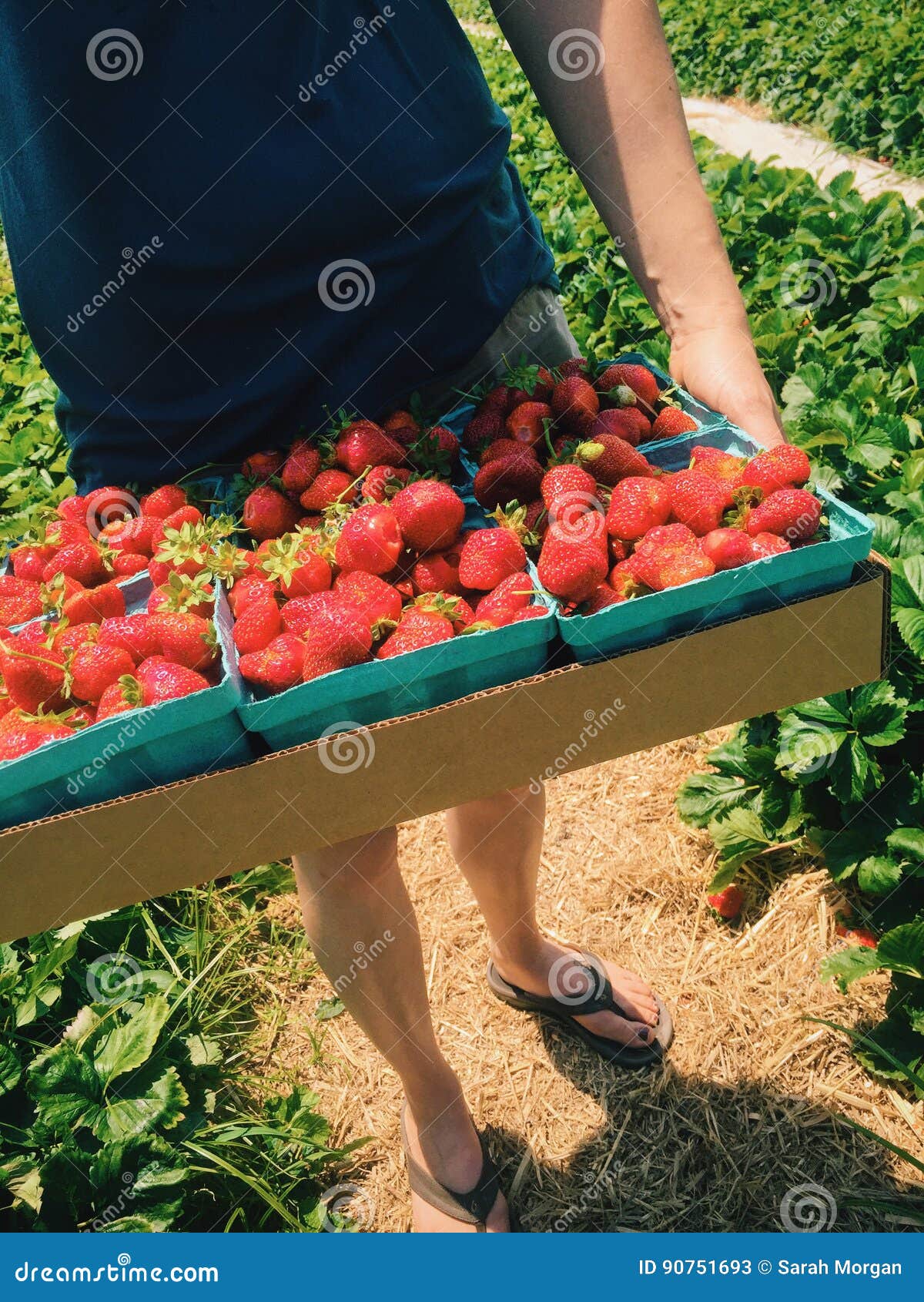 Pint of fresh strawberries stock image. Image of teal - 90751693
