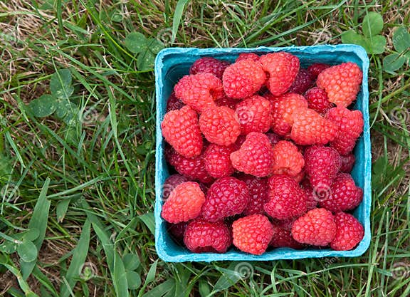 Pint of Raspberries stock photo. Image of ingredients - 10641358