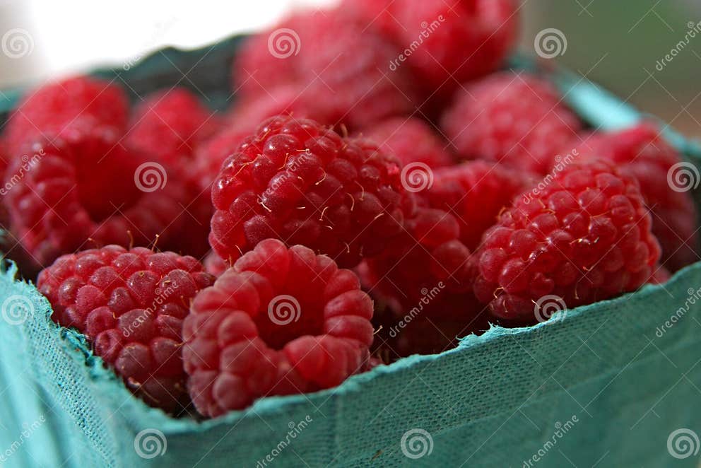 Pint of Red Raspberries stock image. Image of oregon - 10050877